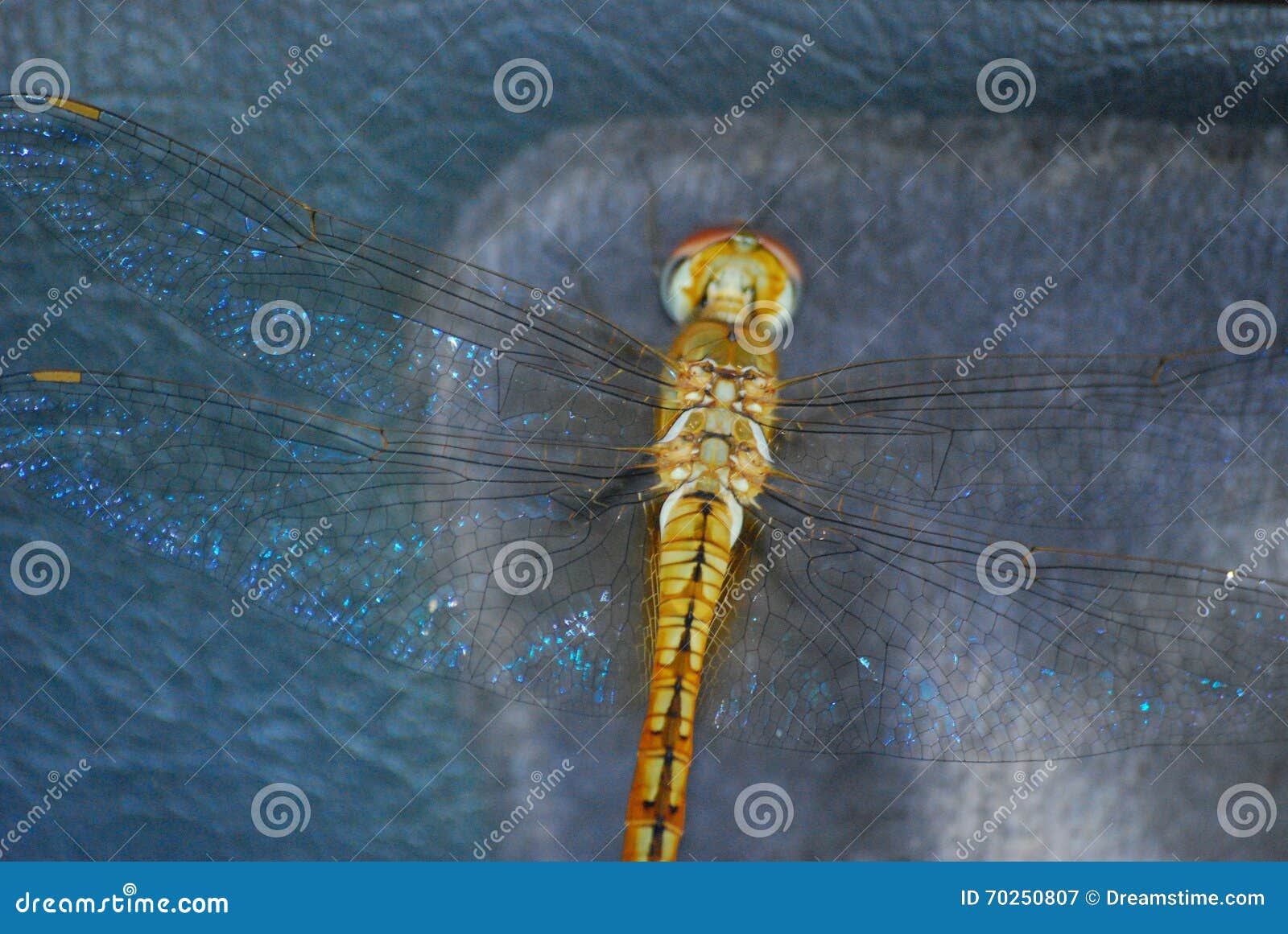 Anisoptera stock image. Image of architecture, country - 70250807