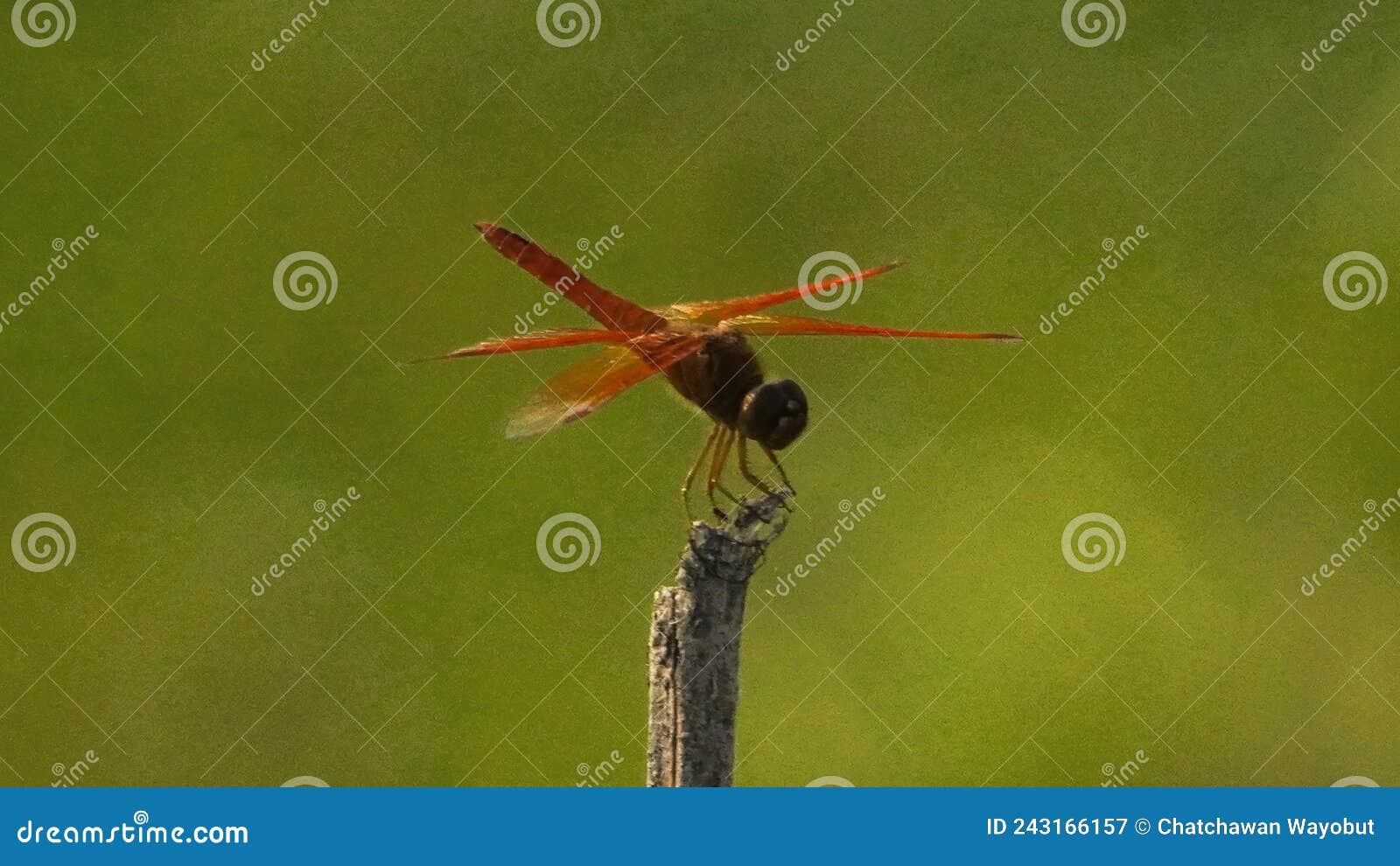 Anisoptera stock image. Image of pest, insect, green - 243166157