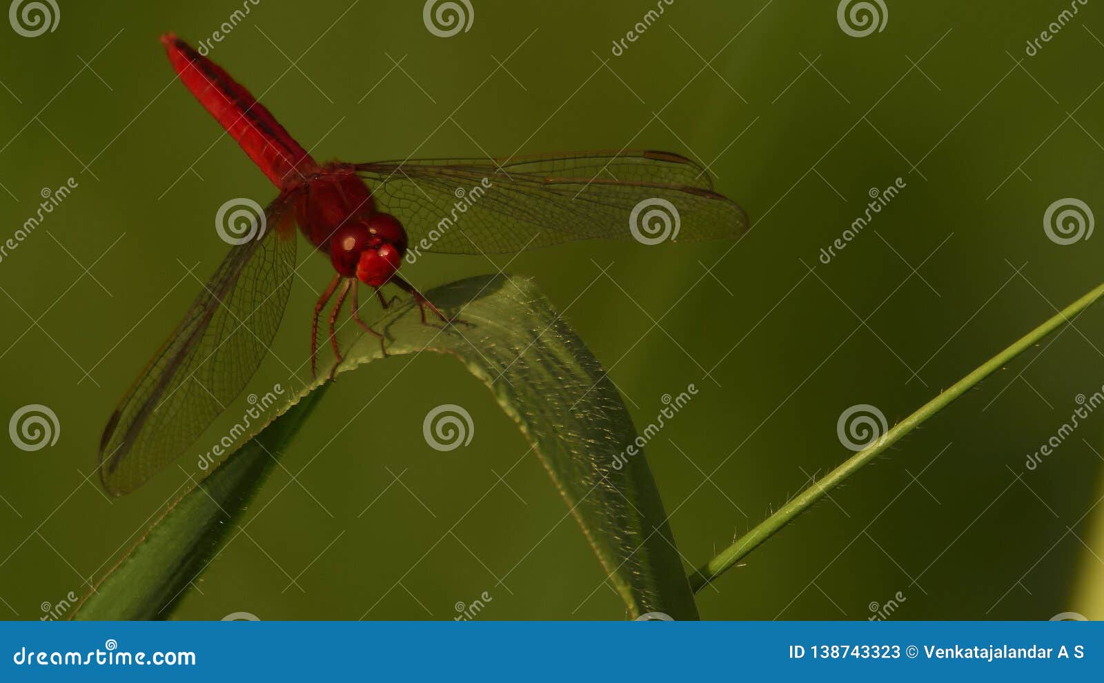 Anisoptera - Red Dragon Fly Resting on a Grass Stock Image - Image of ...