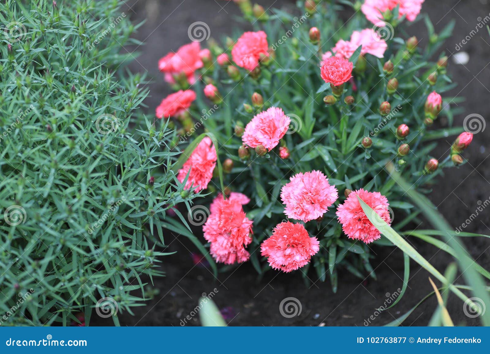 Anjer stock afbeelding. Image of bloem, winnaars, amerika - 102763877