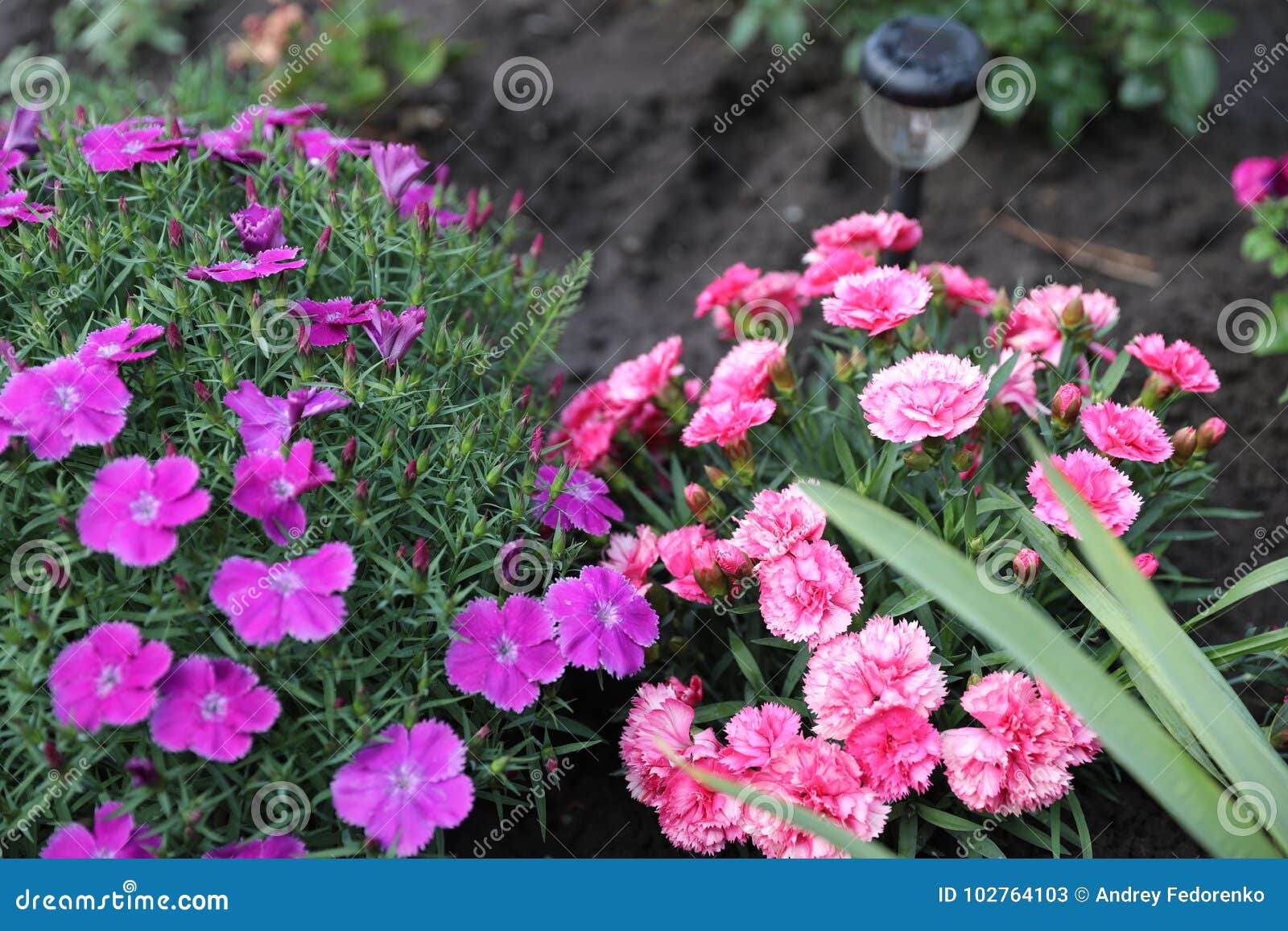 Anjer stock afbeelding. Image of rozen, rood, symbool - 102764103