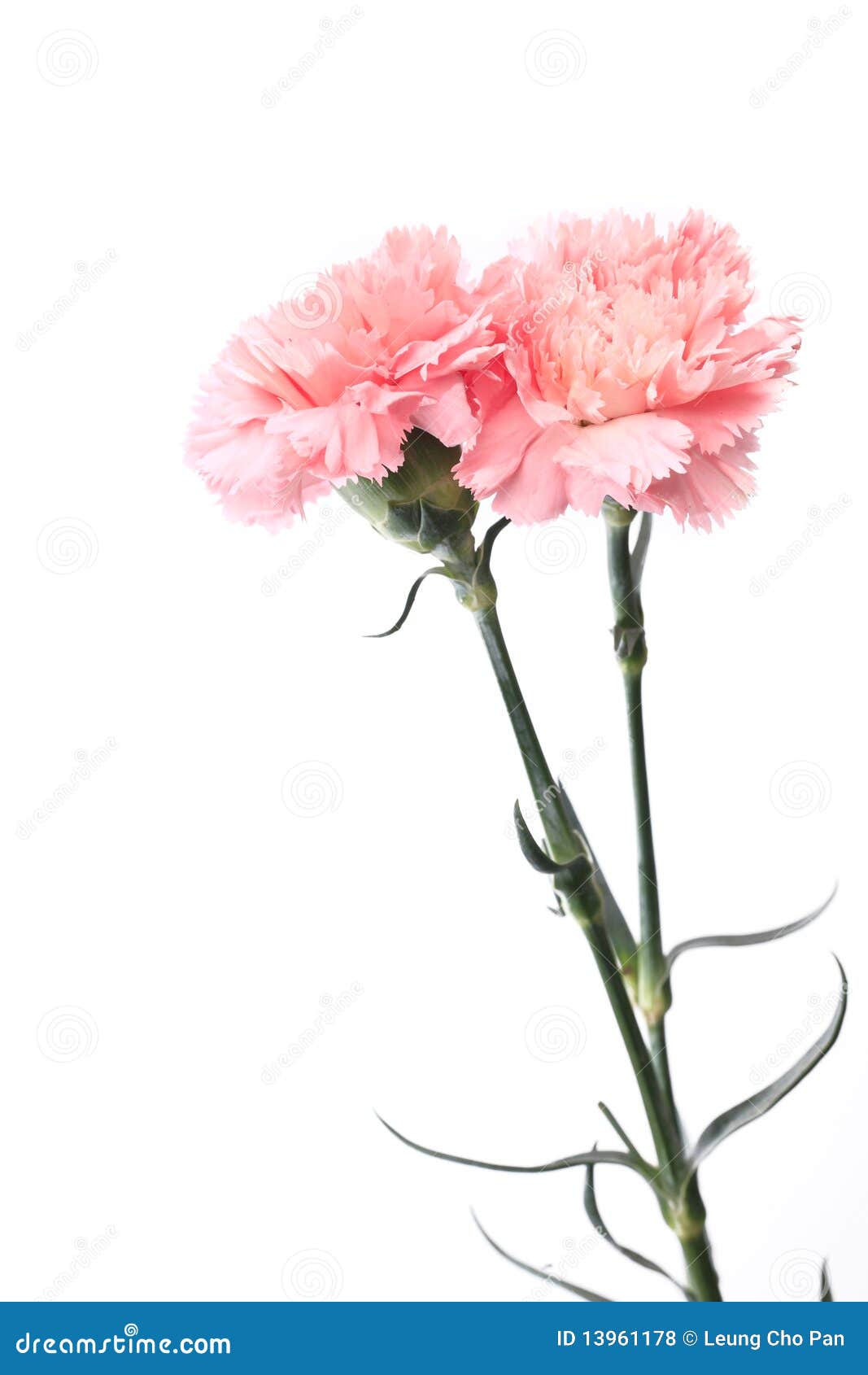 Anjer stock foto. Image of gelukkig, schoonheid, blad - 13961178