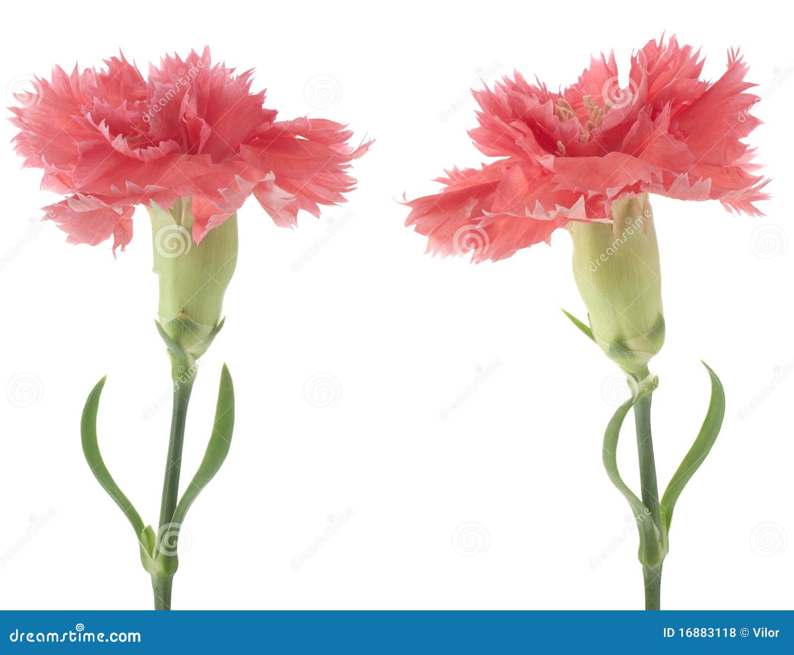 Anjer stock foto. Image of bloesem, twee, sluit, gebied - 16883118