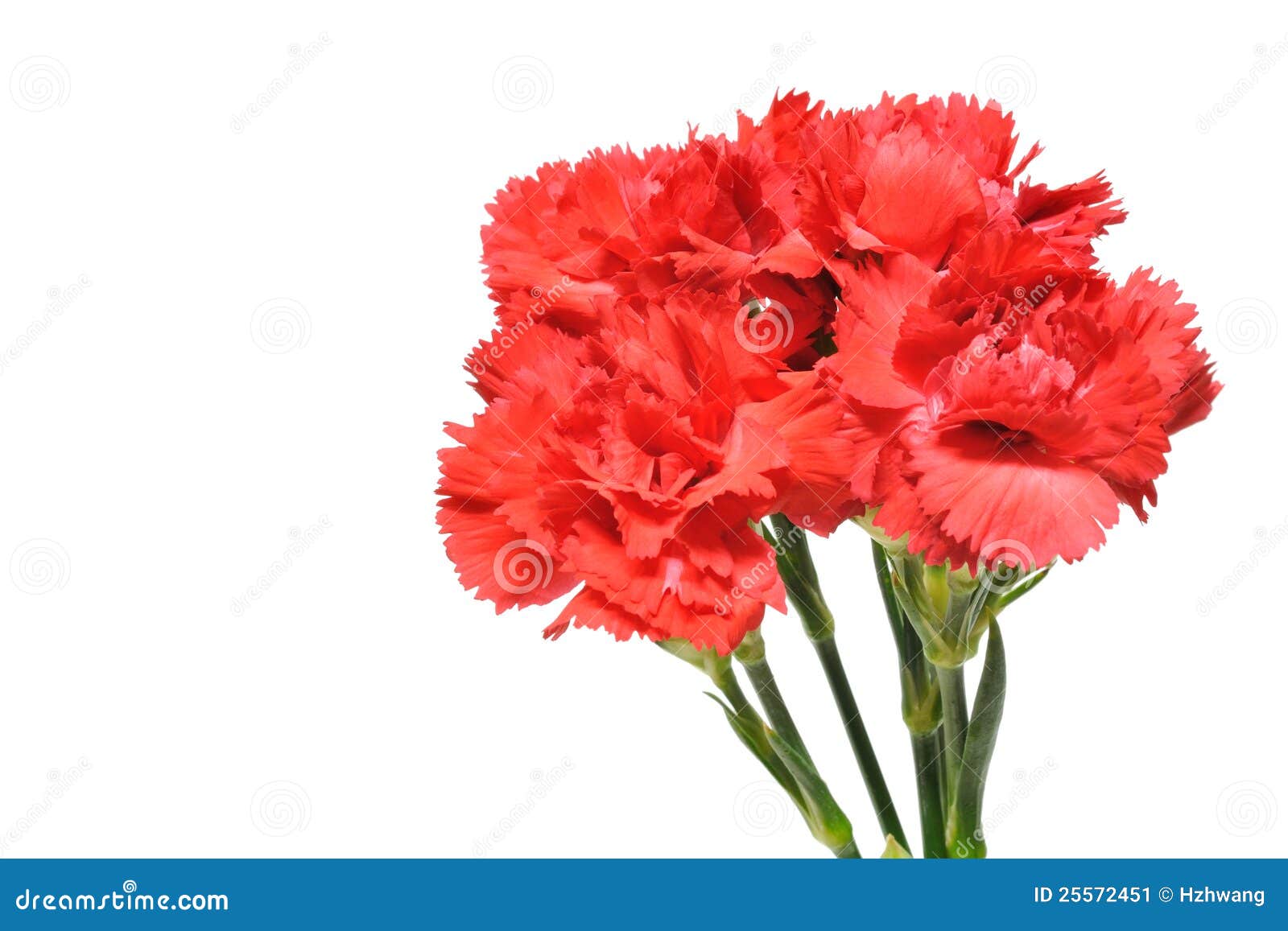 Anjer stock afbeelding. Image of groen, decoratie, bloesem - 25572451