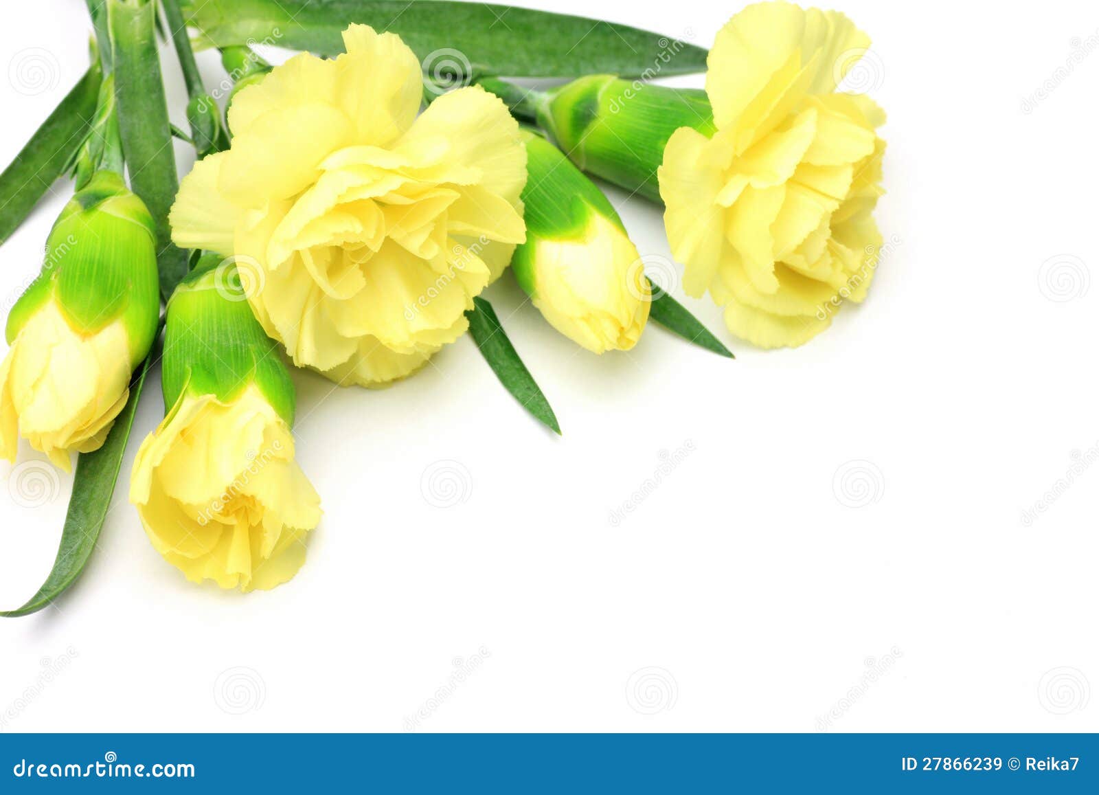 Anjer stock afbeelding. Image of anjer, room, regeling - 27866239