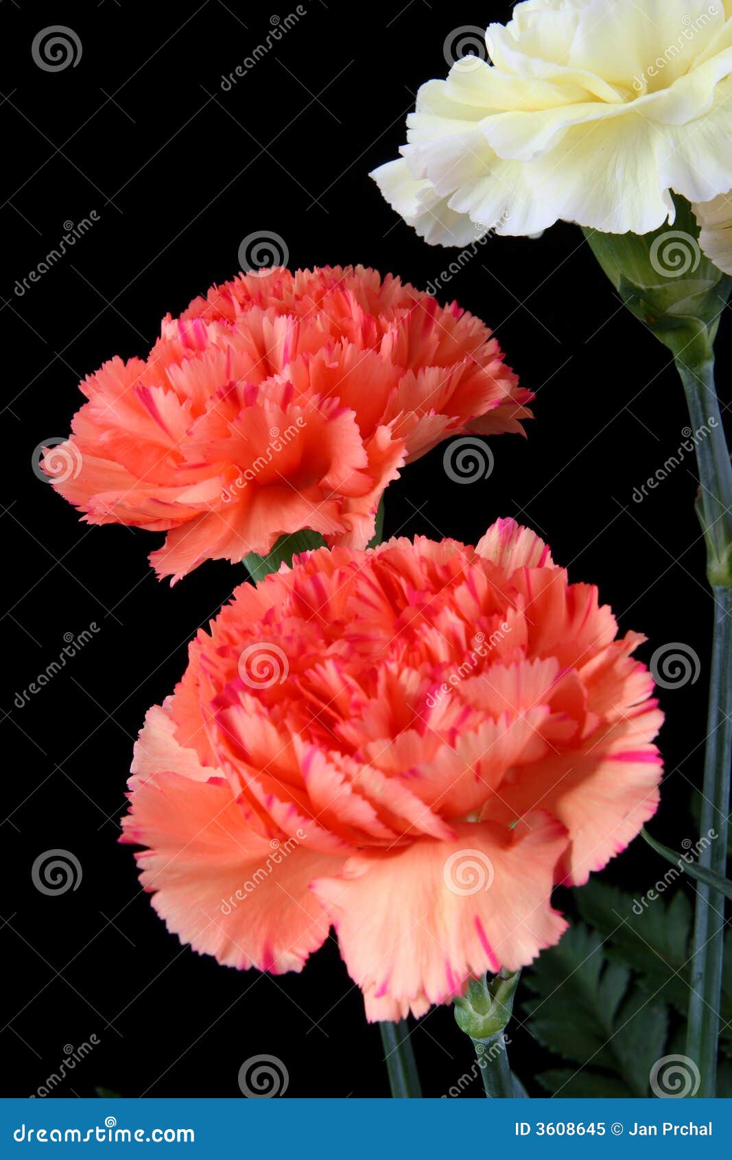 Anjer stock afbeelding. Image of bloei, geïsoleerd, macro - 3608645