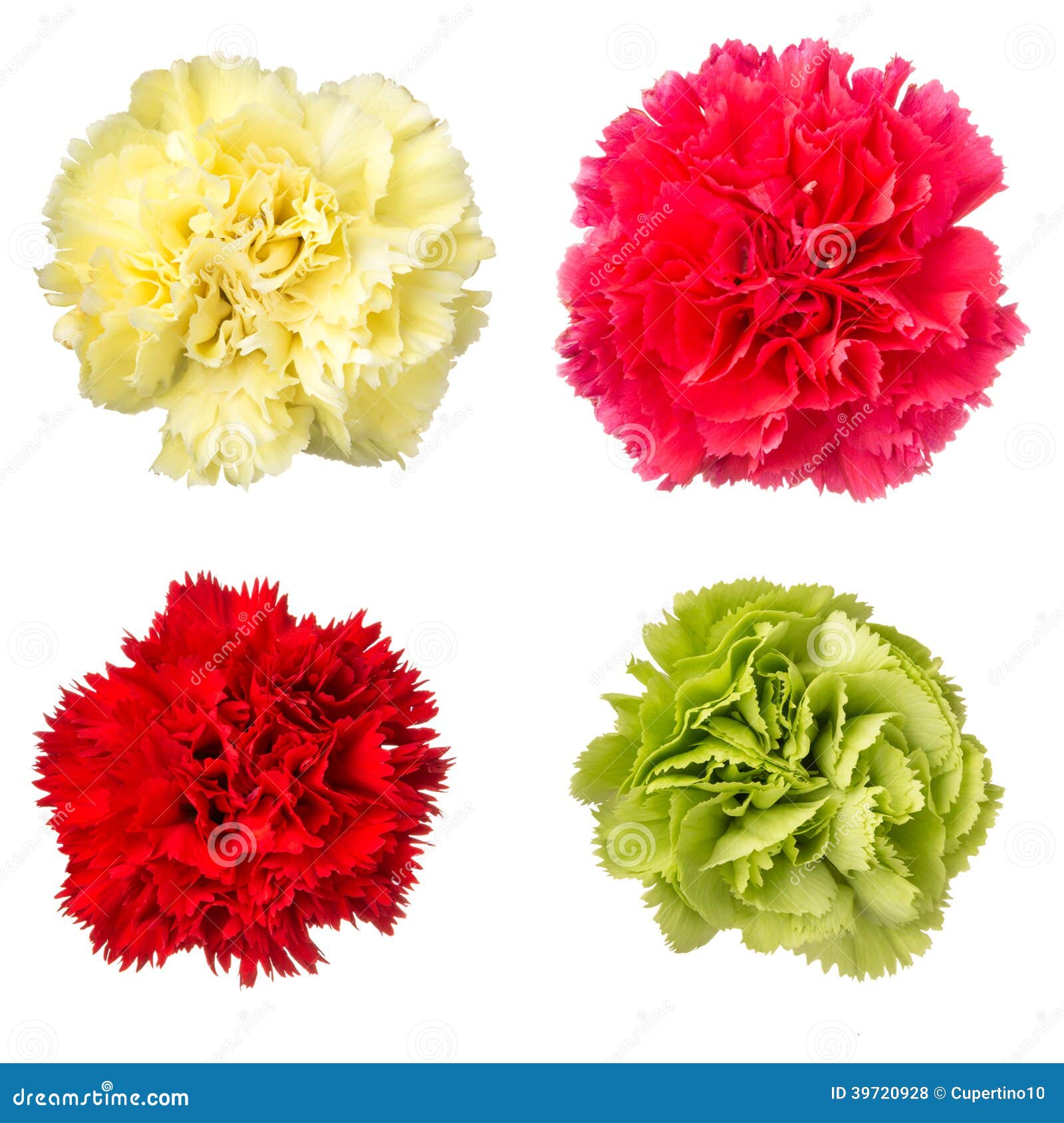 Anjer stock foto. Image of flora, bloemen, groen, bloei - 39720928