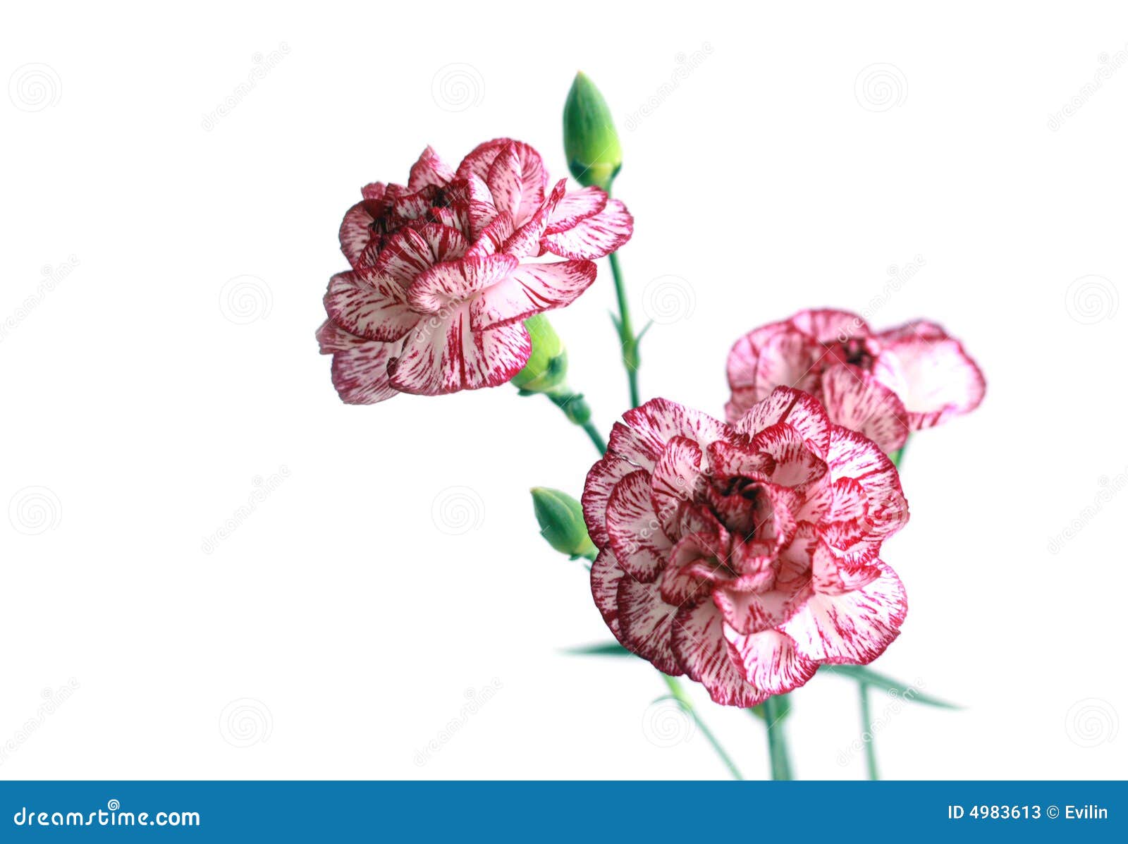 Anjer stock afbeelding. Image of roze, gelukkig, anjers - 4983613