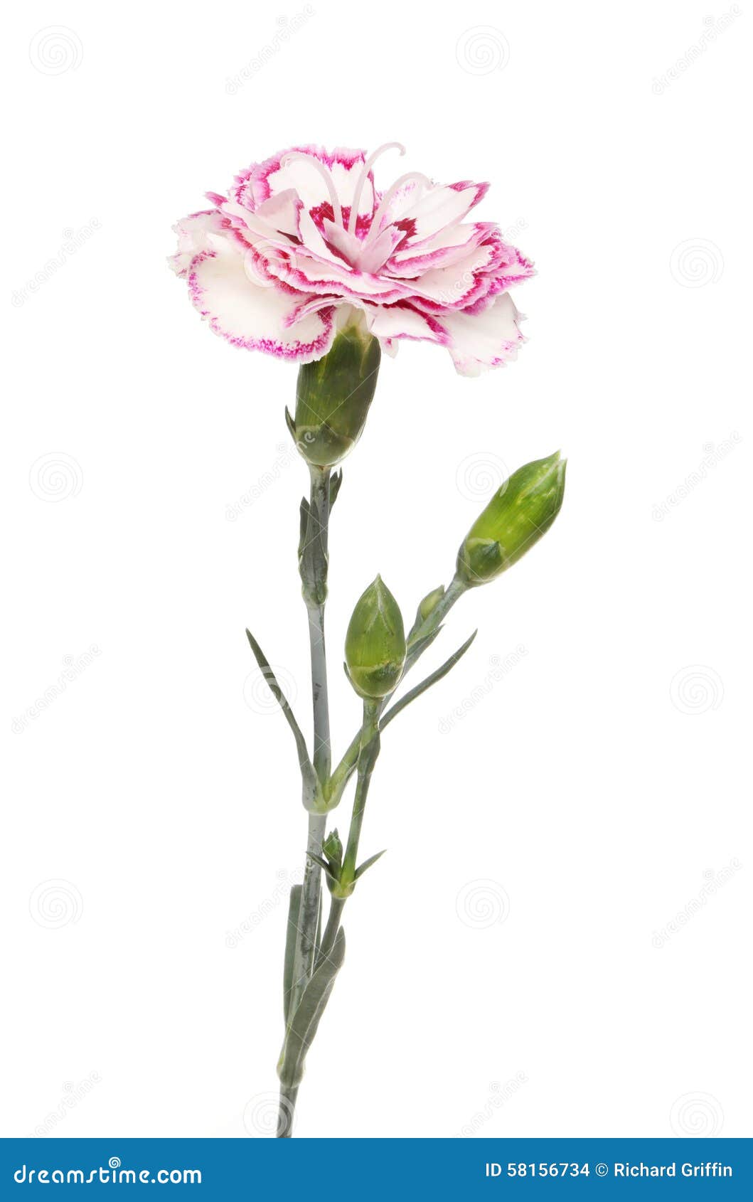 Anjer stock foto. Image of geïsoleerd, purper, omzoomd - 58156734