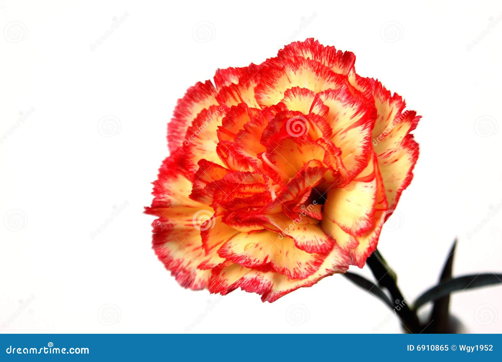 Anjer stock afbeelding. Image of lelie, geïsoleerd, schoon - 6910865