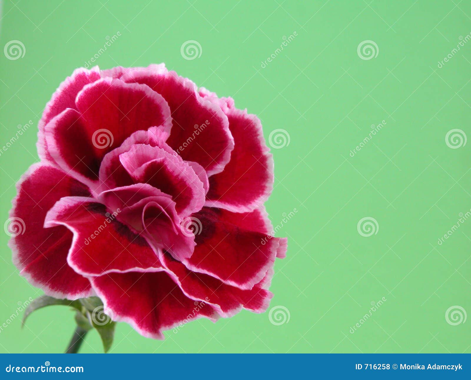 Anjer stock foto. Image of schoonheid, anjers, installatie - 716258