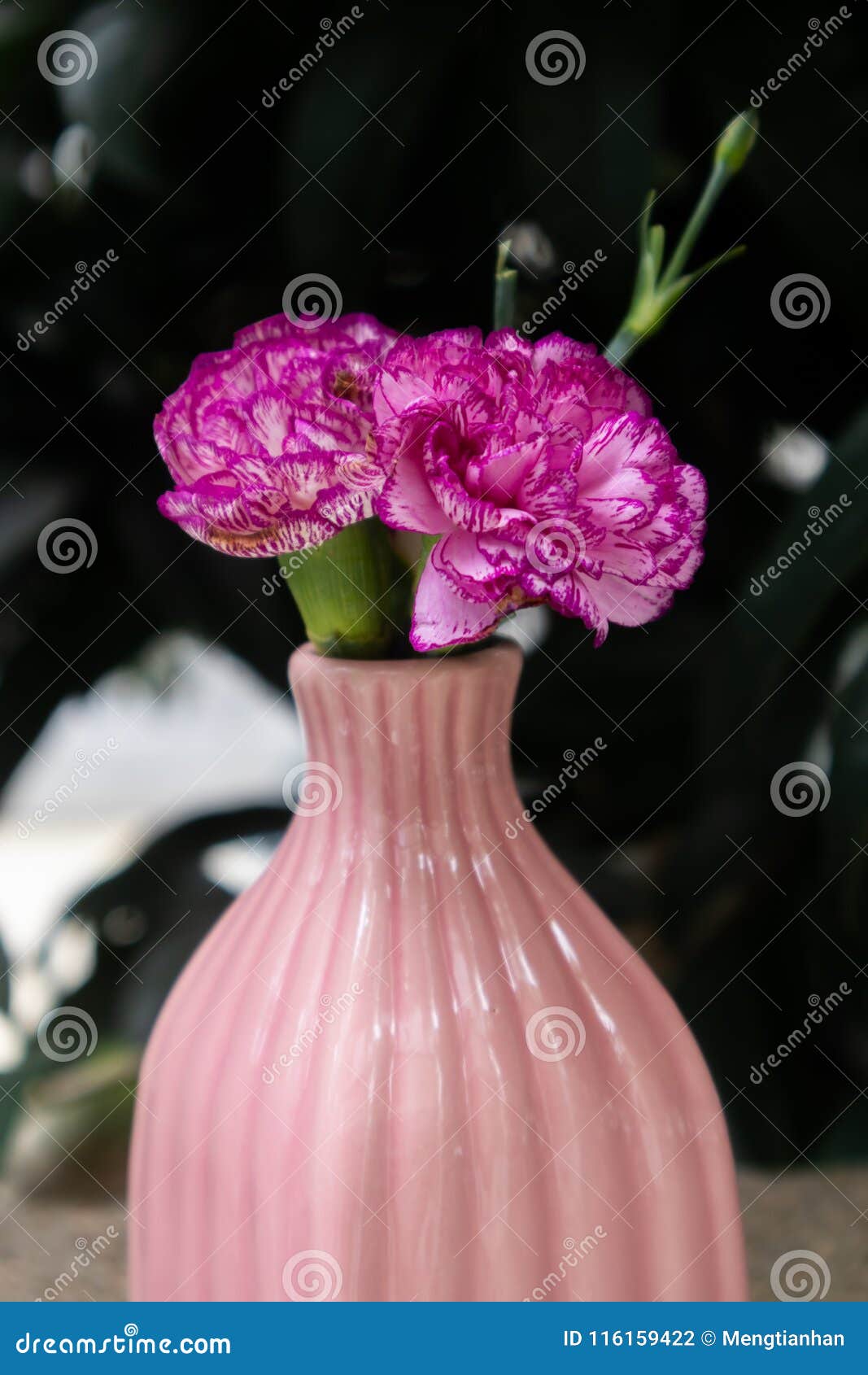 Anjer-Dianthus-verse Snijbloemen Stock Foto - Image of soort, kruid ...
