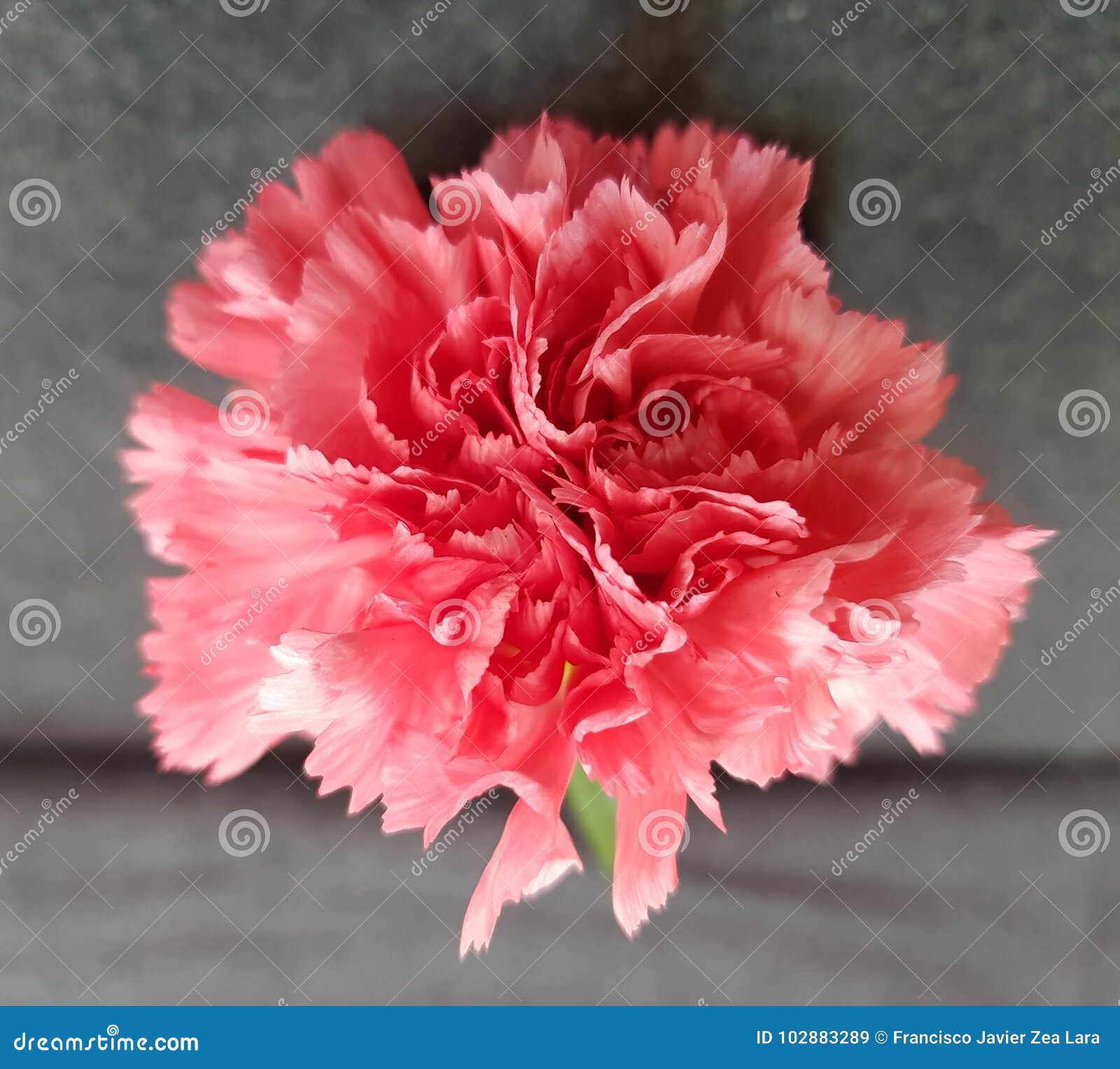 Anjer roze bloem stock afbeelding. Image of kleur, cadeau - 102883289