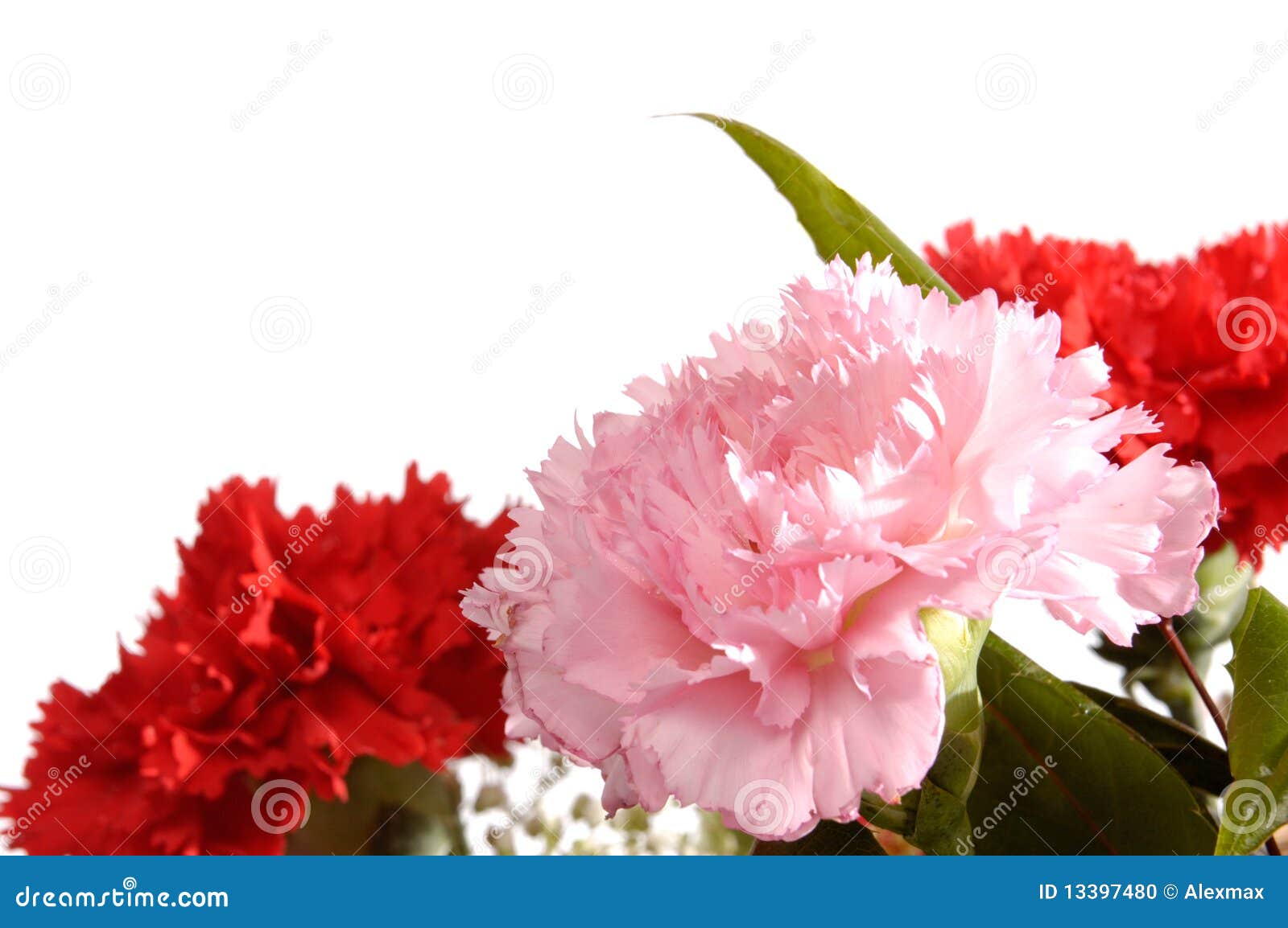 Anjers stock foto. Image of geïsoleerd, anjers, viering - 13397480