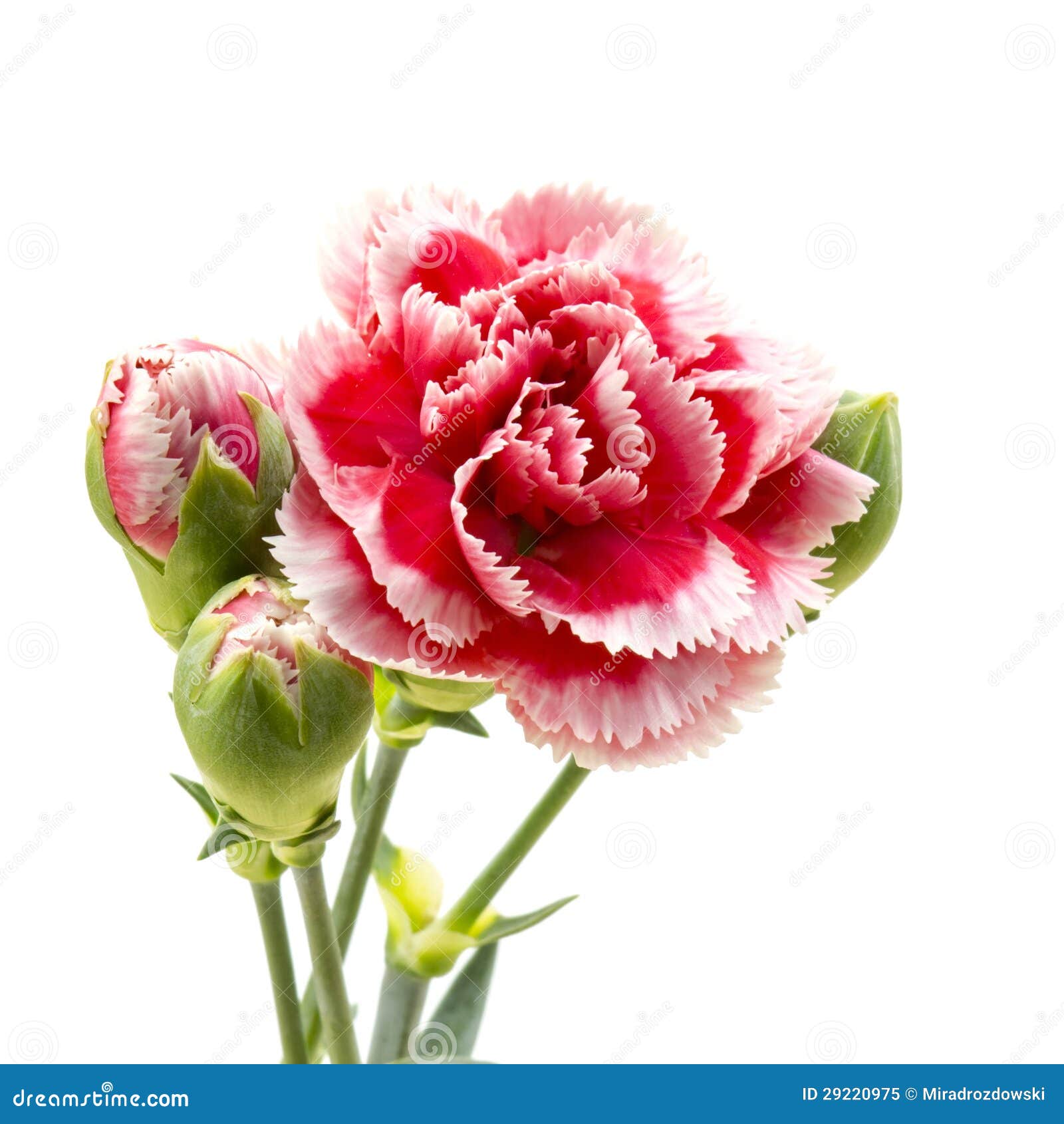 Anjers stock afbeelding. Image of vers, bloemen, kleur - 29220975