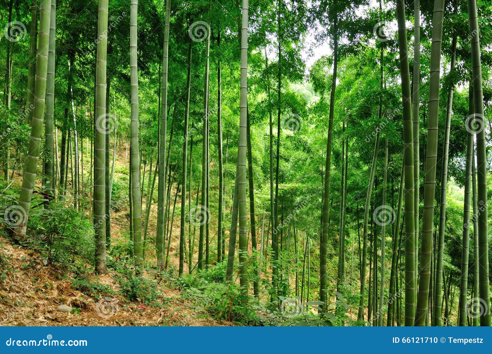 Anji China Bamboo Forest stock foto. Image of groei, nave - 66121710