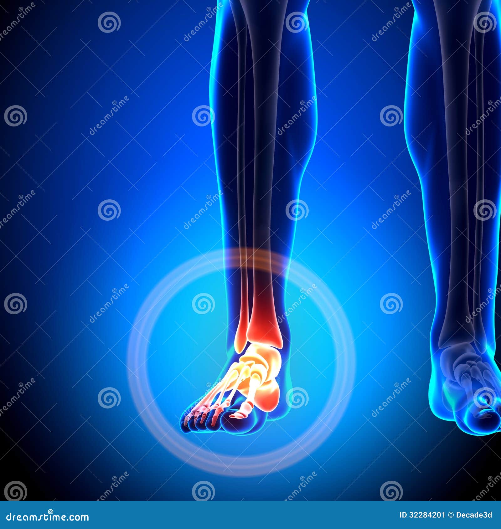 Ankle Anatomy Vector Illustration | CartoonDealer.com #58216812