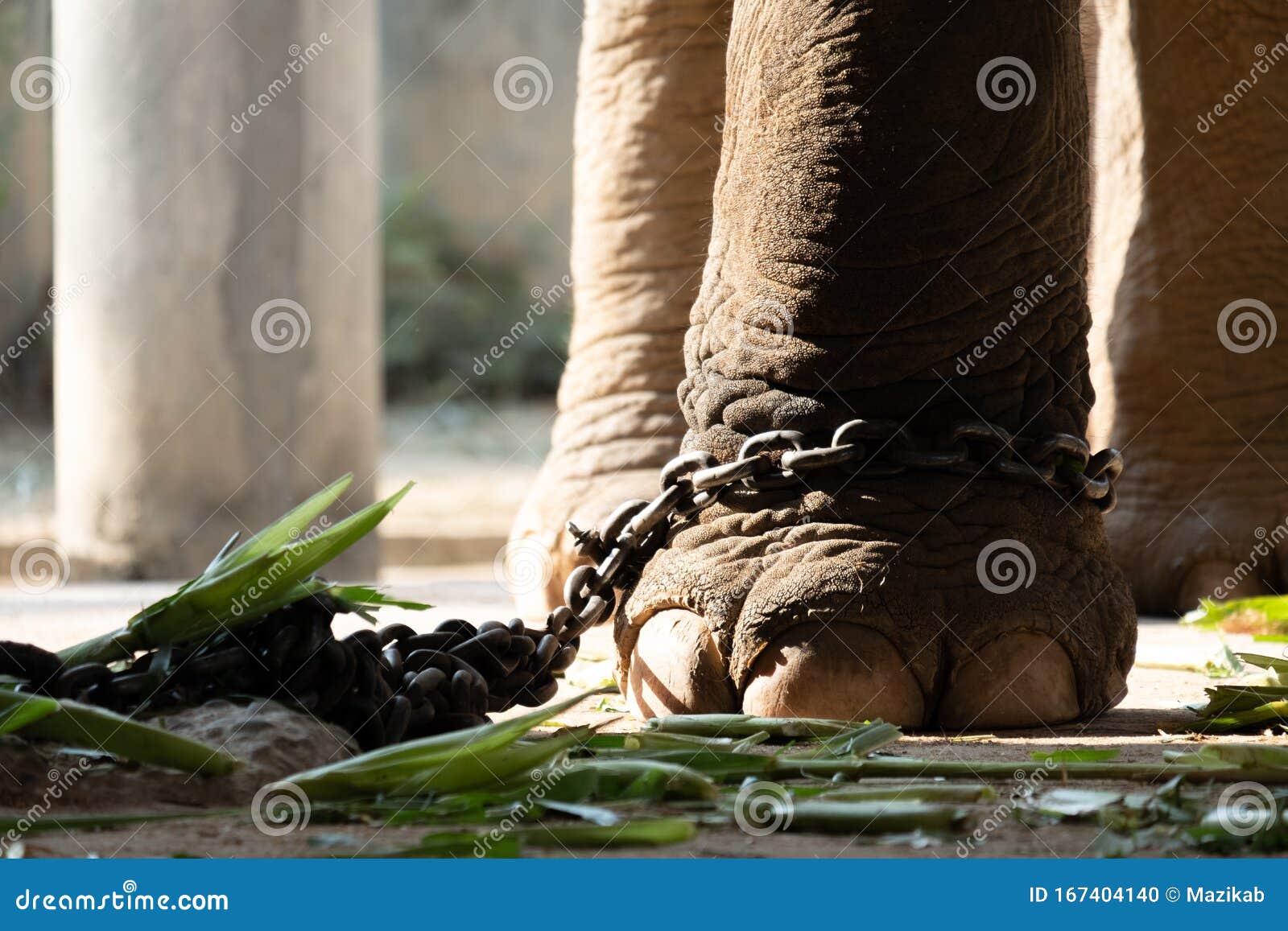 Elephant bondage stock photo. Image of slave, endangered - 167404140