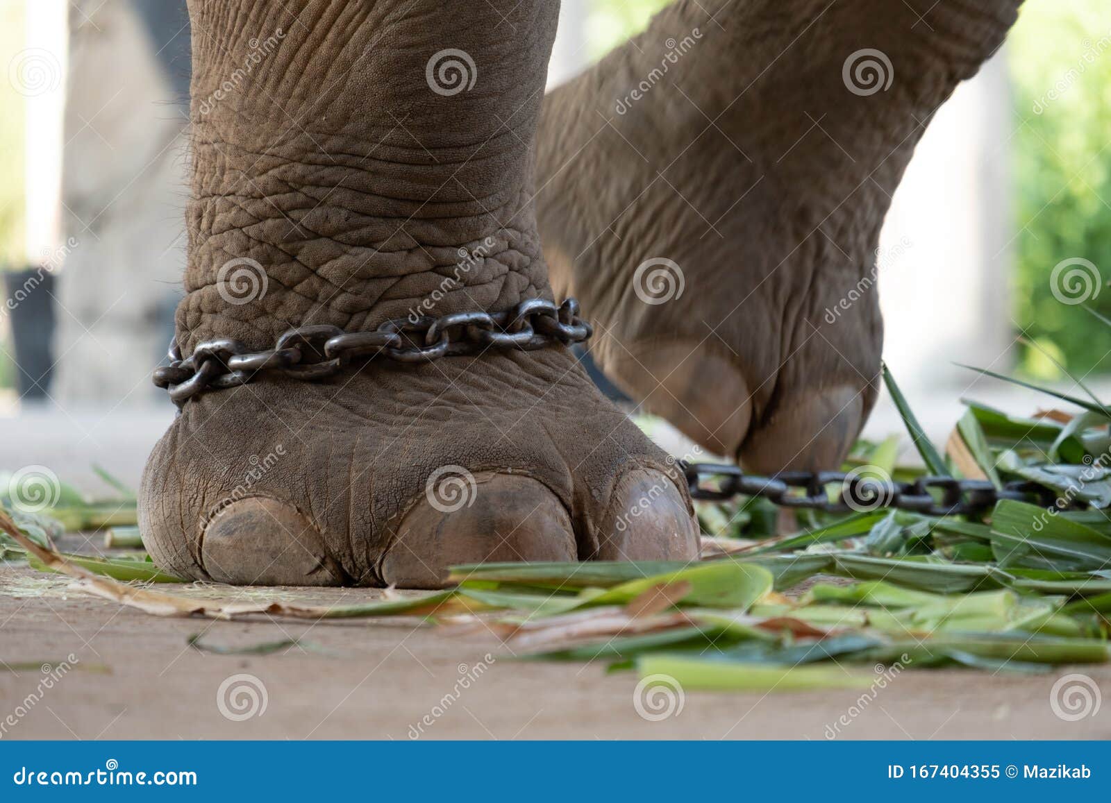 Elephant bondage stock image. Image of ground, forest - 167404355