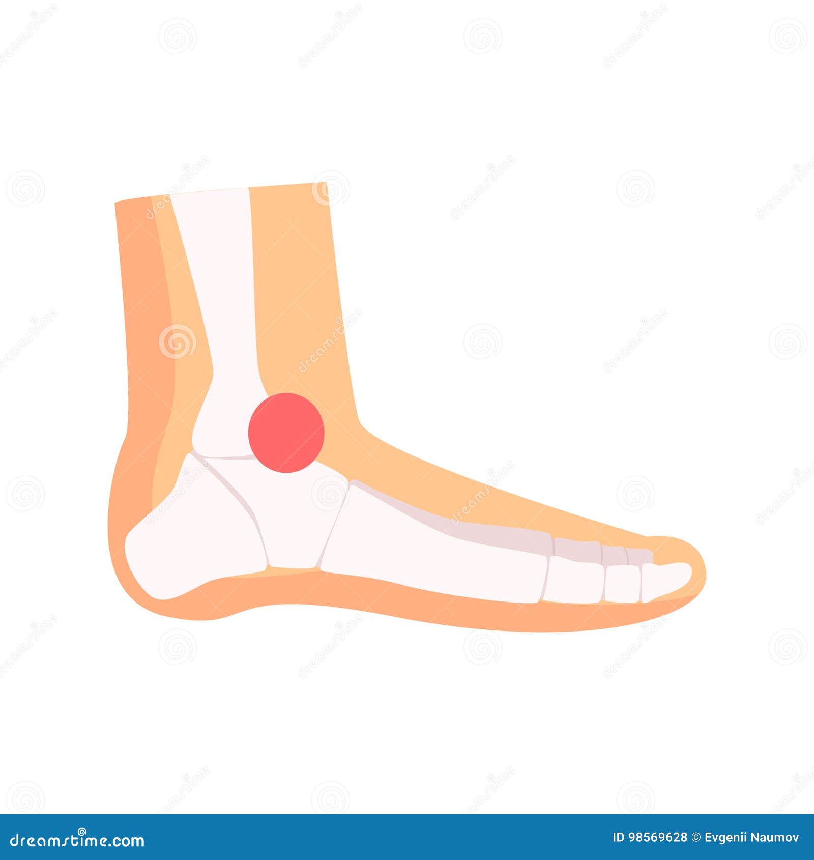 Ankle Joint Vector Illustration. Labeled Educational Leg Structure ...
