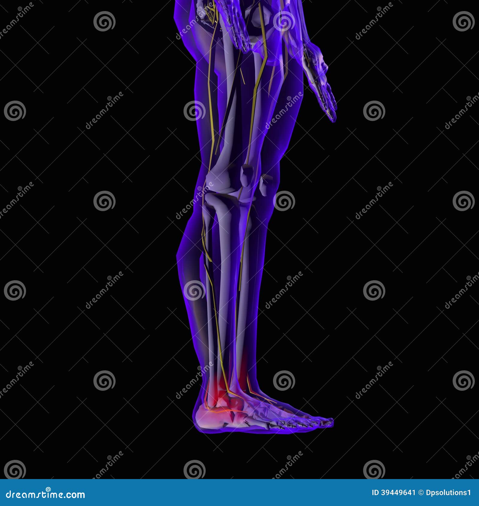 Ankle Joint stock illustration. Illustration of anatomy - 39449641