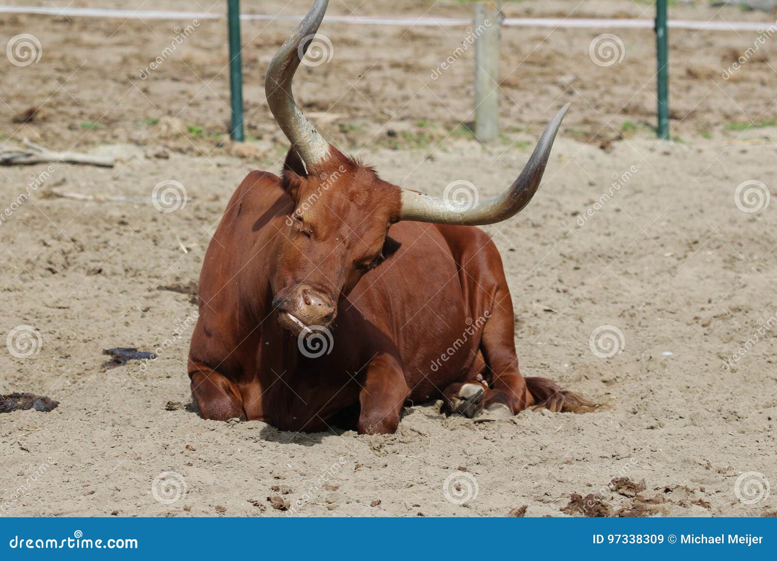 Ankola cow stock image. Image of life, natural, bull - 97338309