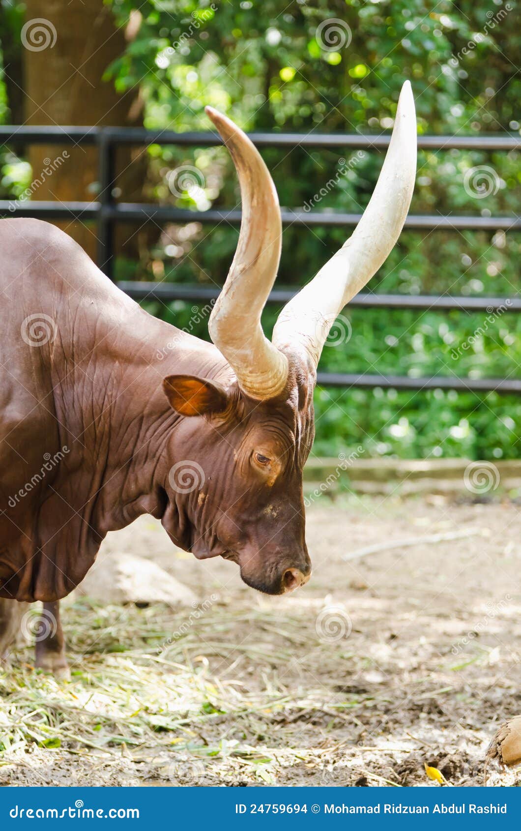 Ankole Cattle Behind Fence stock photo. Image of wildlife - 24759694