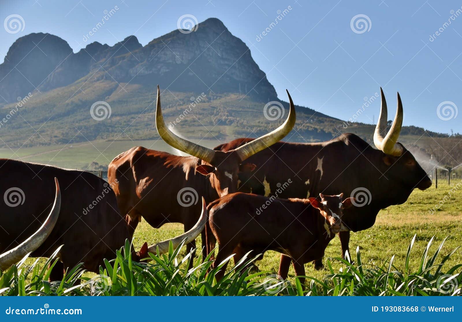 Ankole Cattle With Big Horns Stock Photography | CartoonDealer.com ...