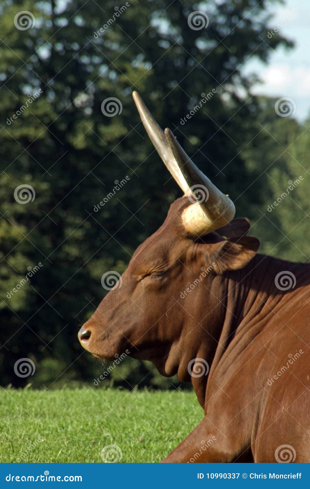 Ankole Cow stock image. Image of horns, african, bulls - 10990337
