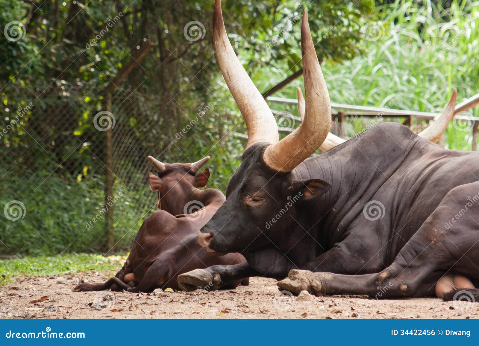 Ankole Cow stock photo. Image of nature, mother, vegetarian - 34422456