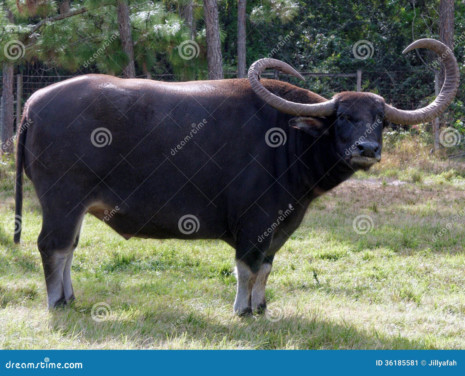 Ankole-Watusi Bull stock image. Image of hornes, ankolewatusi - 36185581