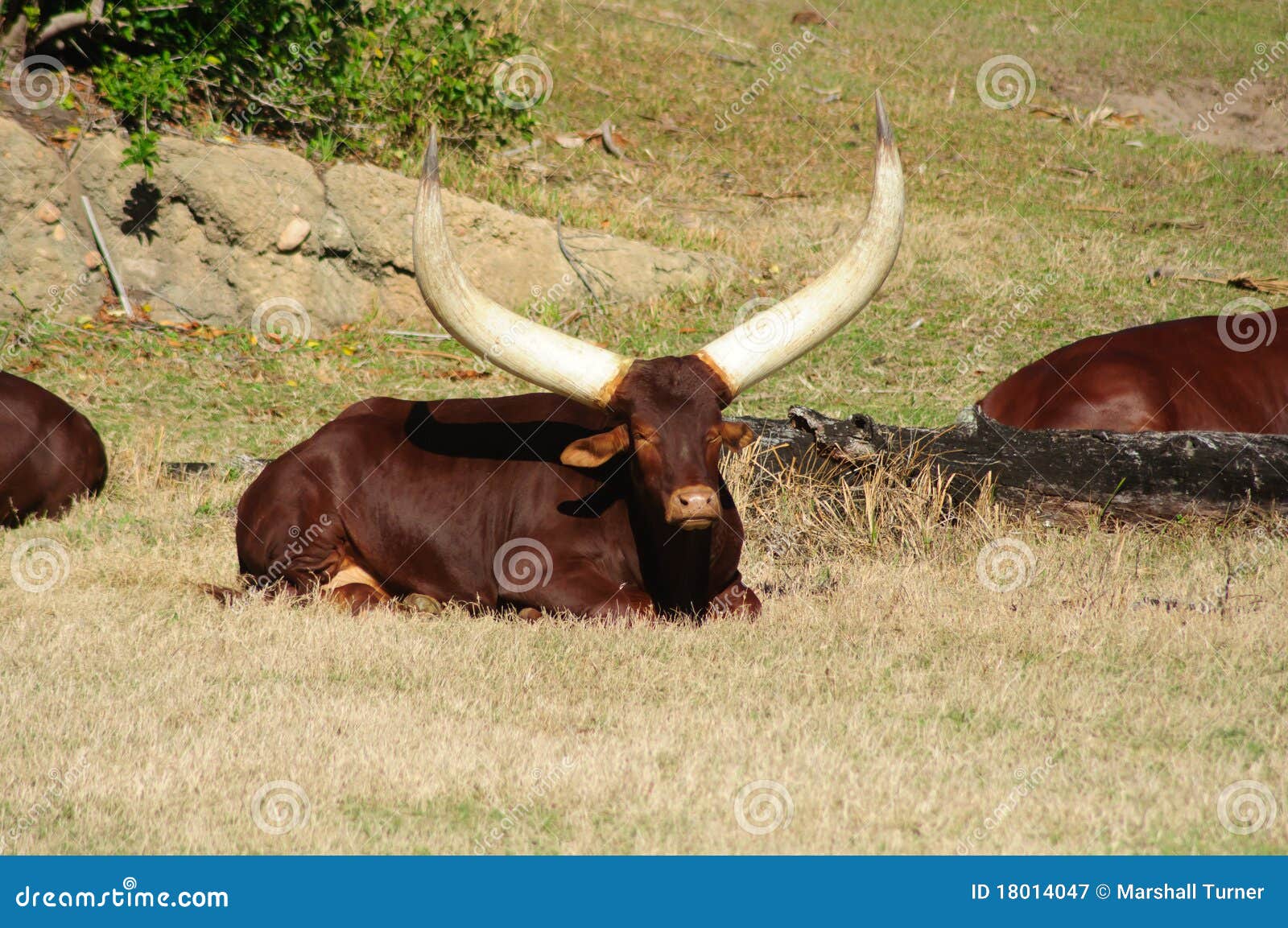 Ankole Watusi Cattle stock image. Image of african, meat - 18014047