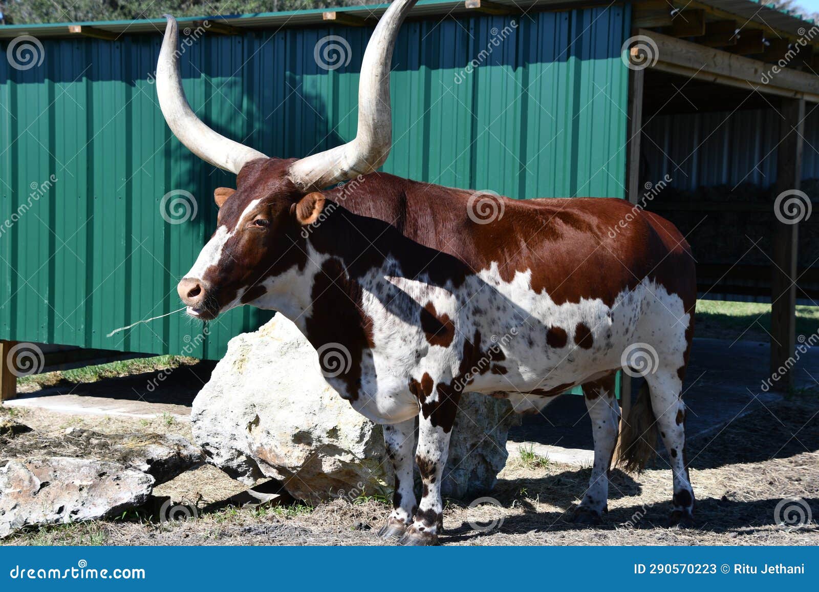 Ankole Watusi Cattle stock image. Image of longhorn - 290570223