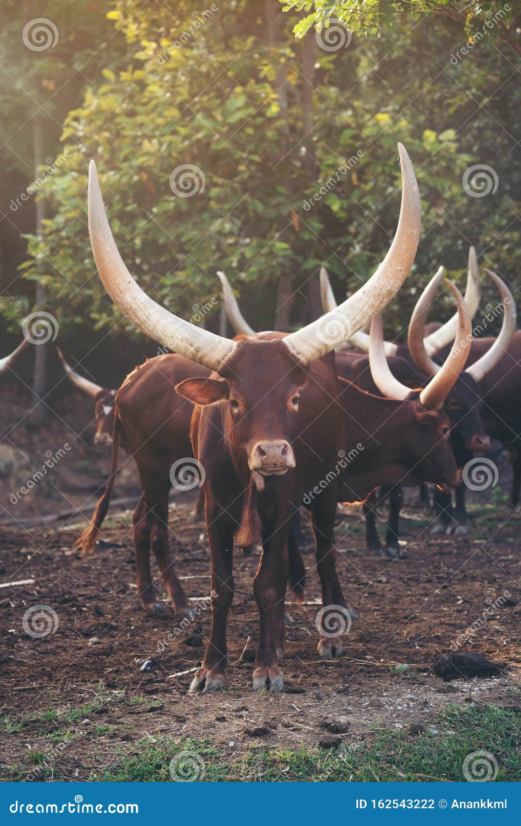 Ankole Watusi Cattle in Zoo Stock Photo - Image of artiodactyla, animal ...