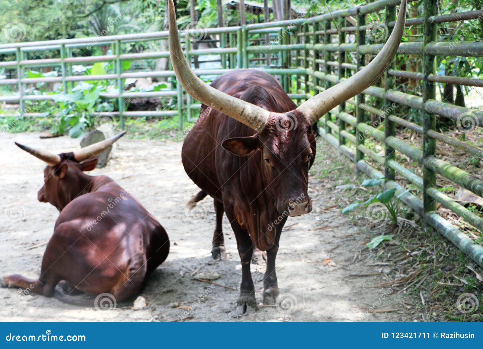 Ankoli Cattle Bos Taurus stock image. Image of green - 123421711