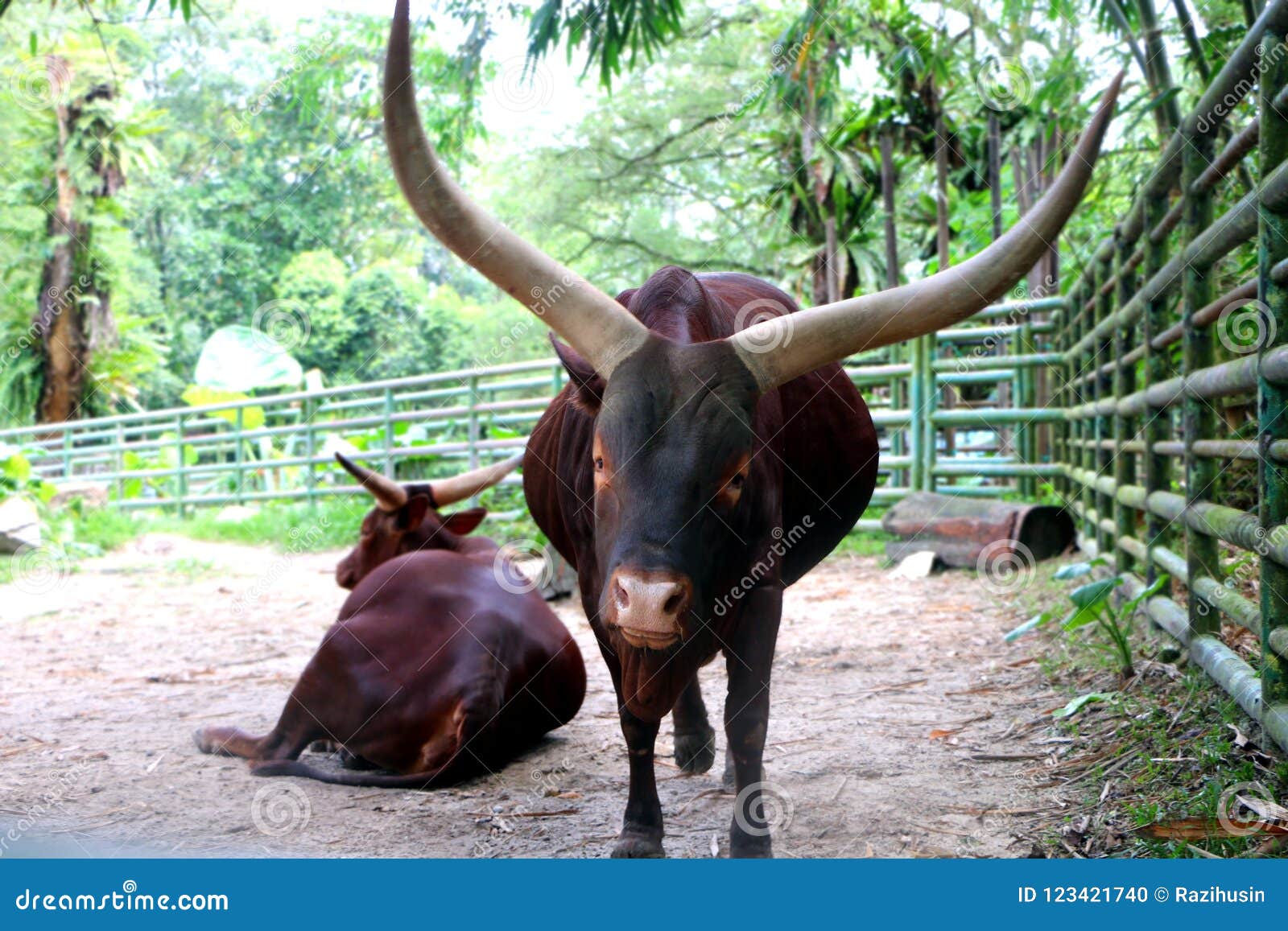 Ankoli Cattle Bos Taurus stock photo. Image of grass - 123421740
