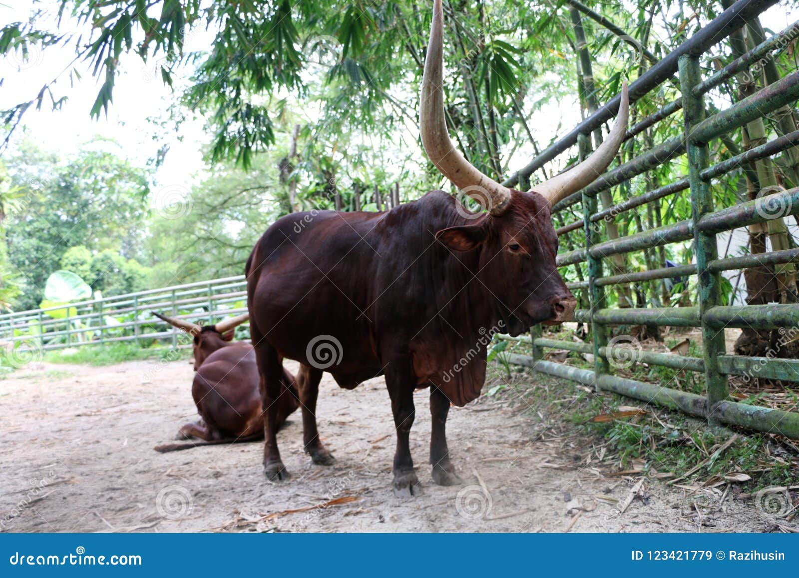 Ankoli Cattle Bos Taurus stock image. Image of natural - 123421779