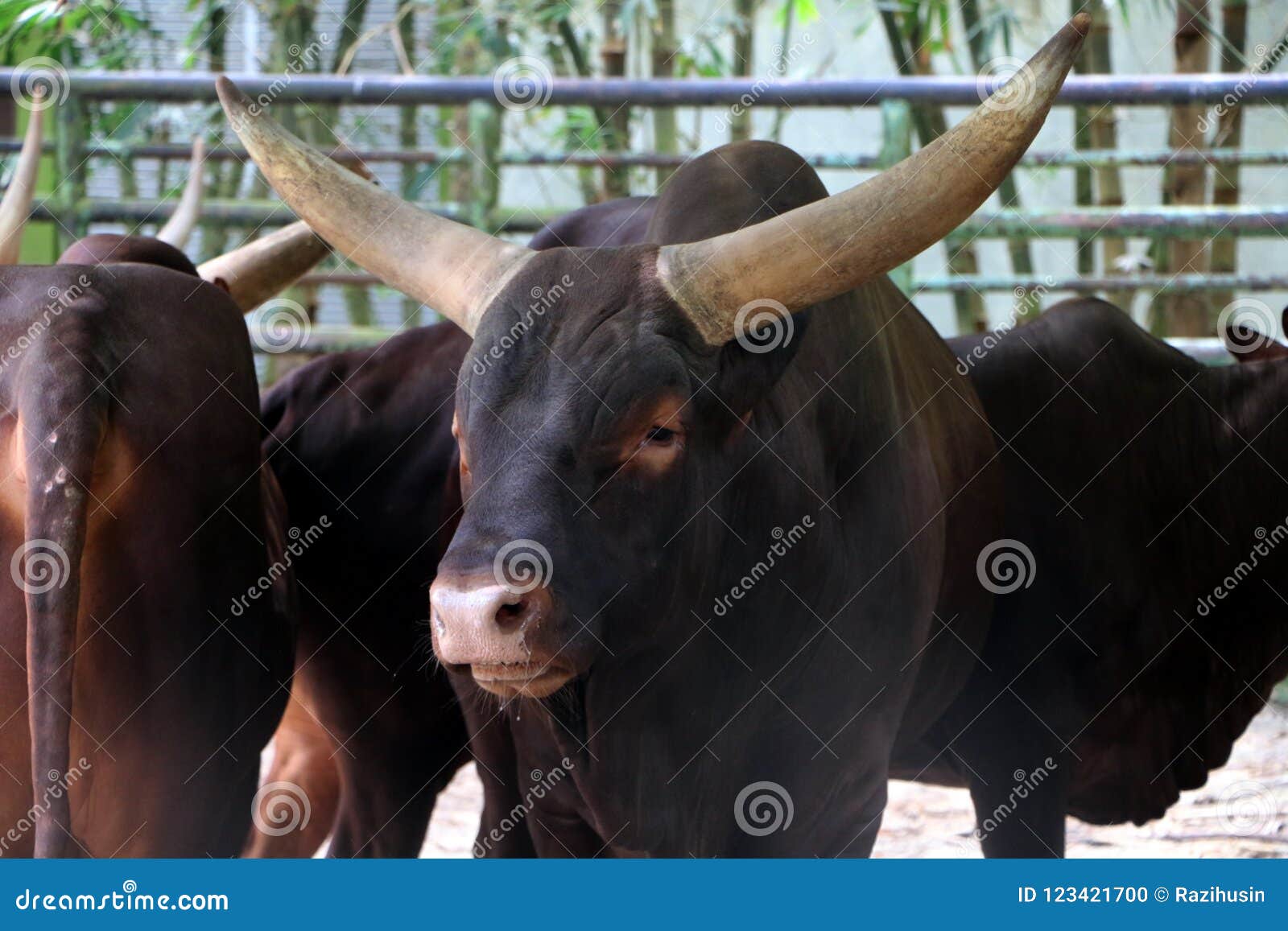 Ankoli Cattle Bos Taurus stock photo. Image of green - 123421700