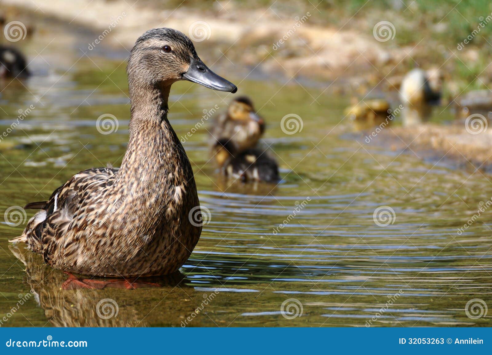 Ankunge fotografering för bildbyråer. Bild av vattenlevande - 32053263