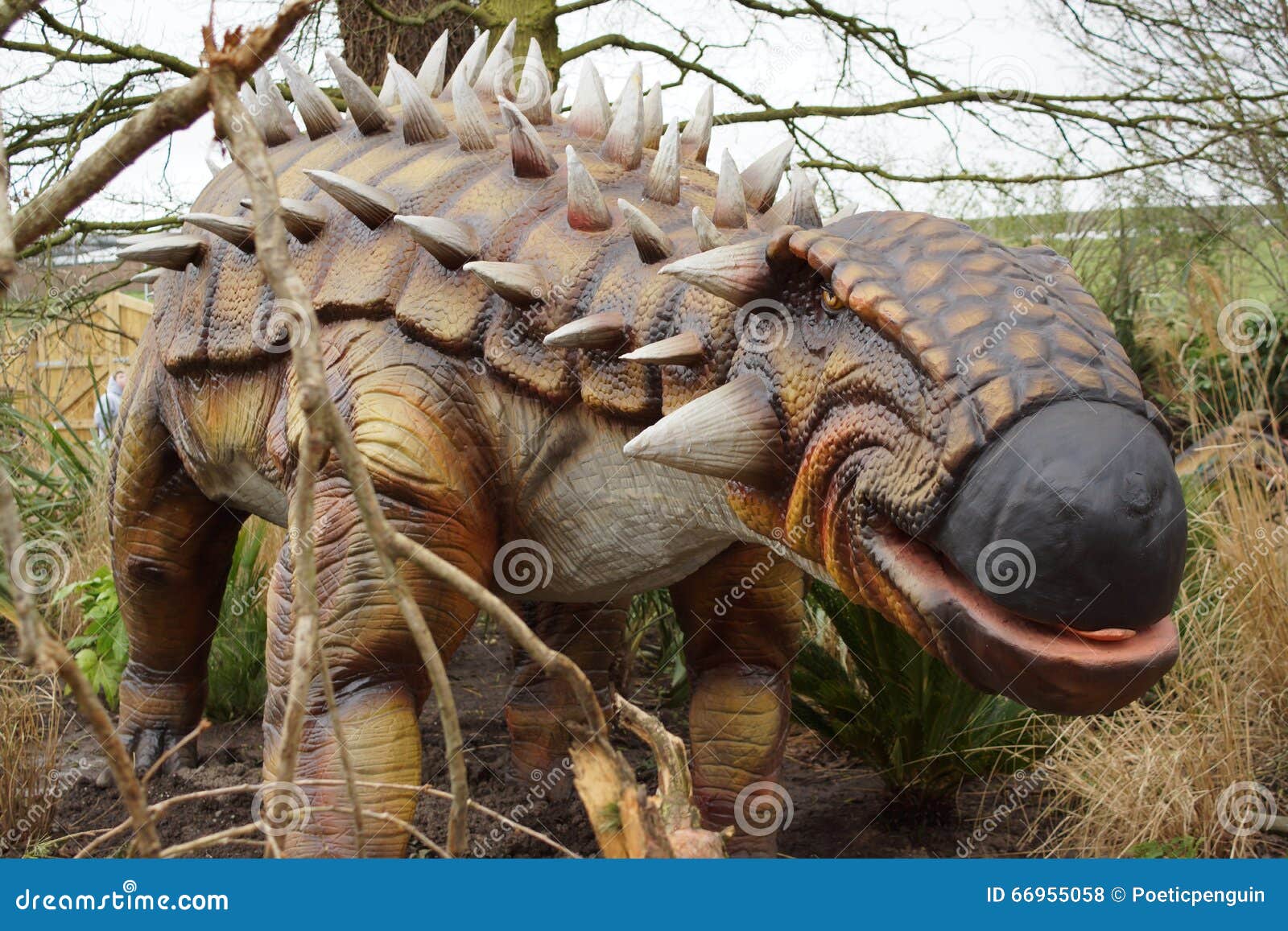 Ankylosaurus stock photo. Image of ankylosaurus, endangered - 66955058