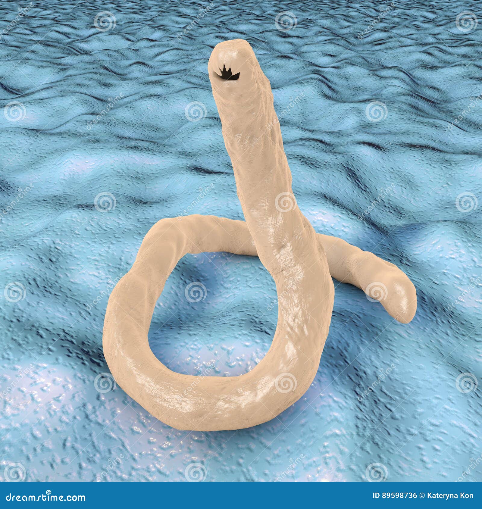 Ankylostome Parasite Ancylosoma Illustration Stock - Illustration du ...