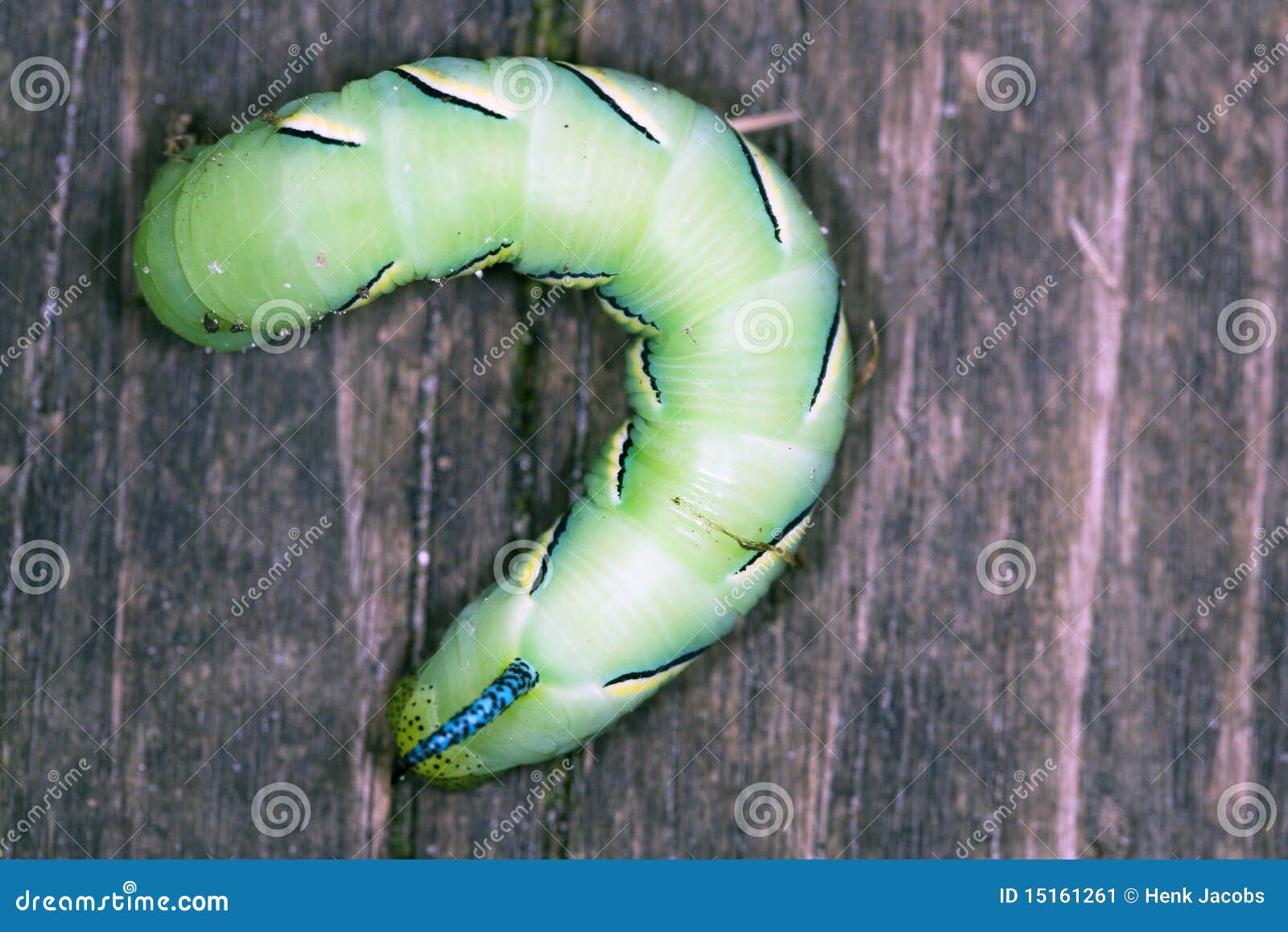 Ankylostome Sur Le Panneau En Bois Image stock - Image du jardin ...