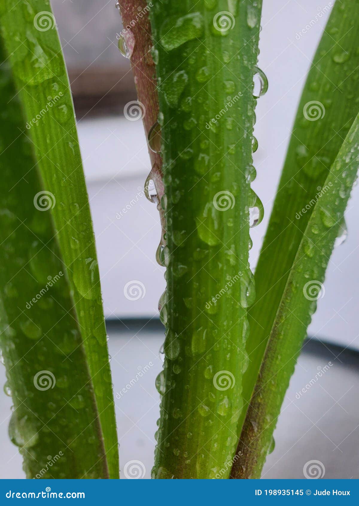 Anlage mit Tau stockbild. Bild von blumen, regen, betriebe - 198935145