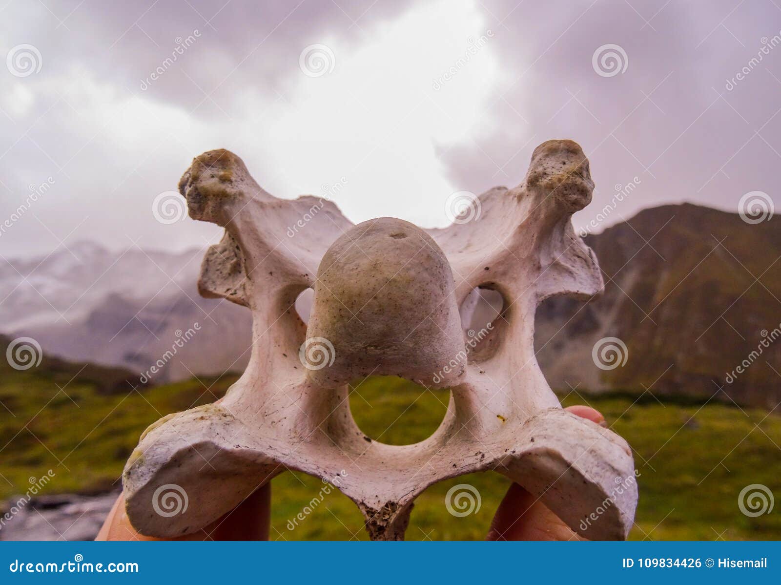An Anmal Skull Held on a Hillside Stock Photo - Image of dune, skull ...