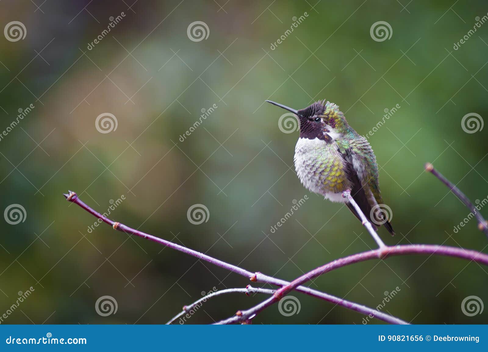 Anna Hummingbird Perched on a Branch Stock Photo - Image of beautiful ...