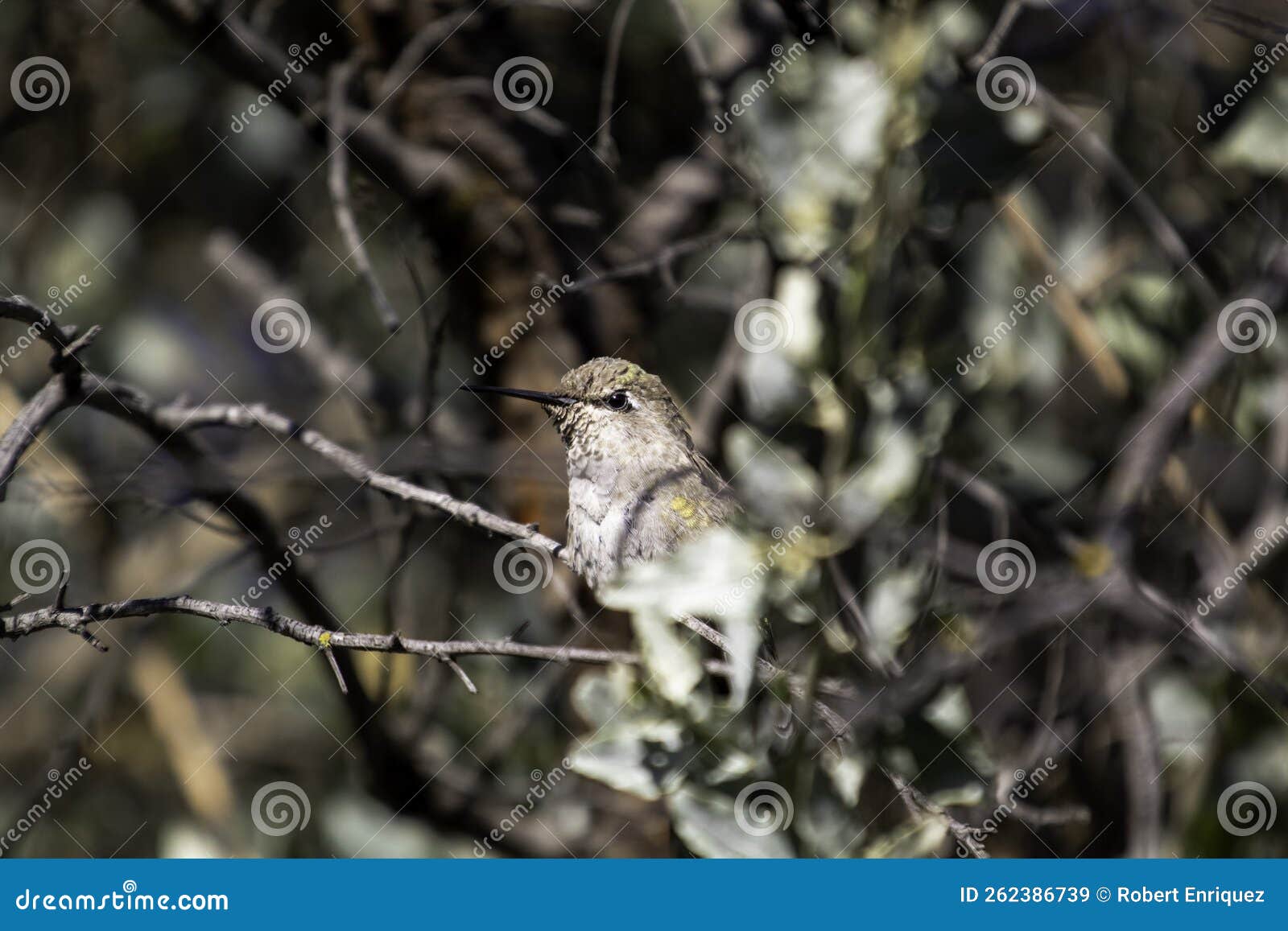 An Anna S Humming Bird Resting in a Tree Stock Image - Image of green ...