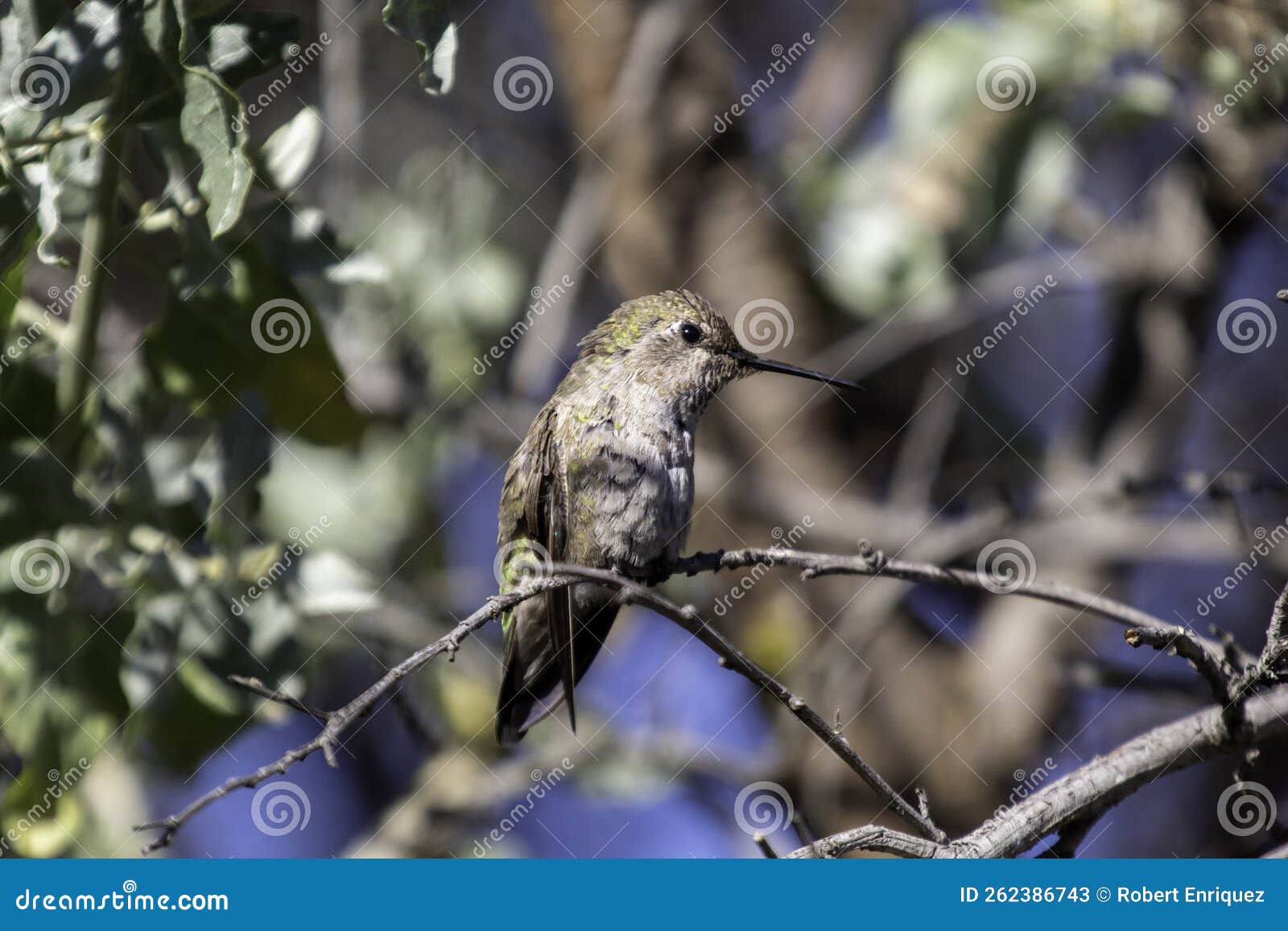 An Anna S Humming Bird Resting in a Tree Stock Image - Image of ...