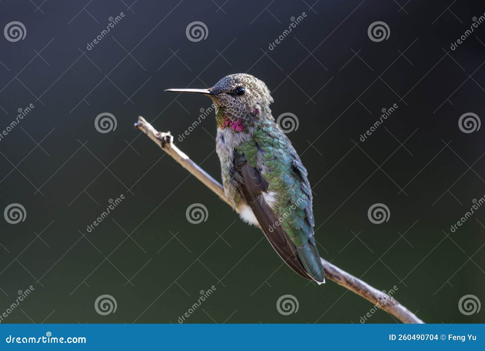 Anna`s hummingbird bird stock photo. Image of nature - 260490704