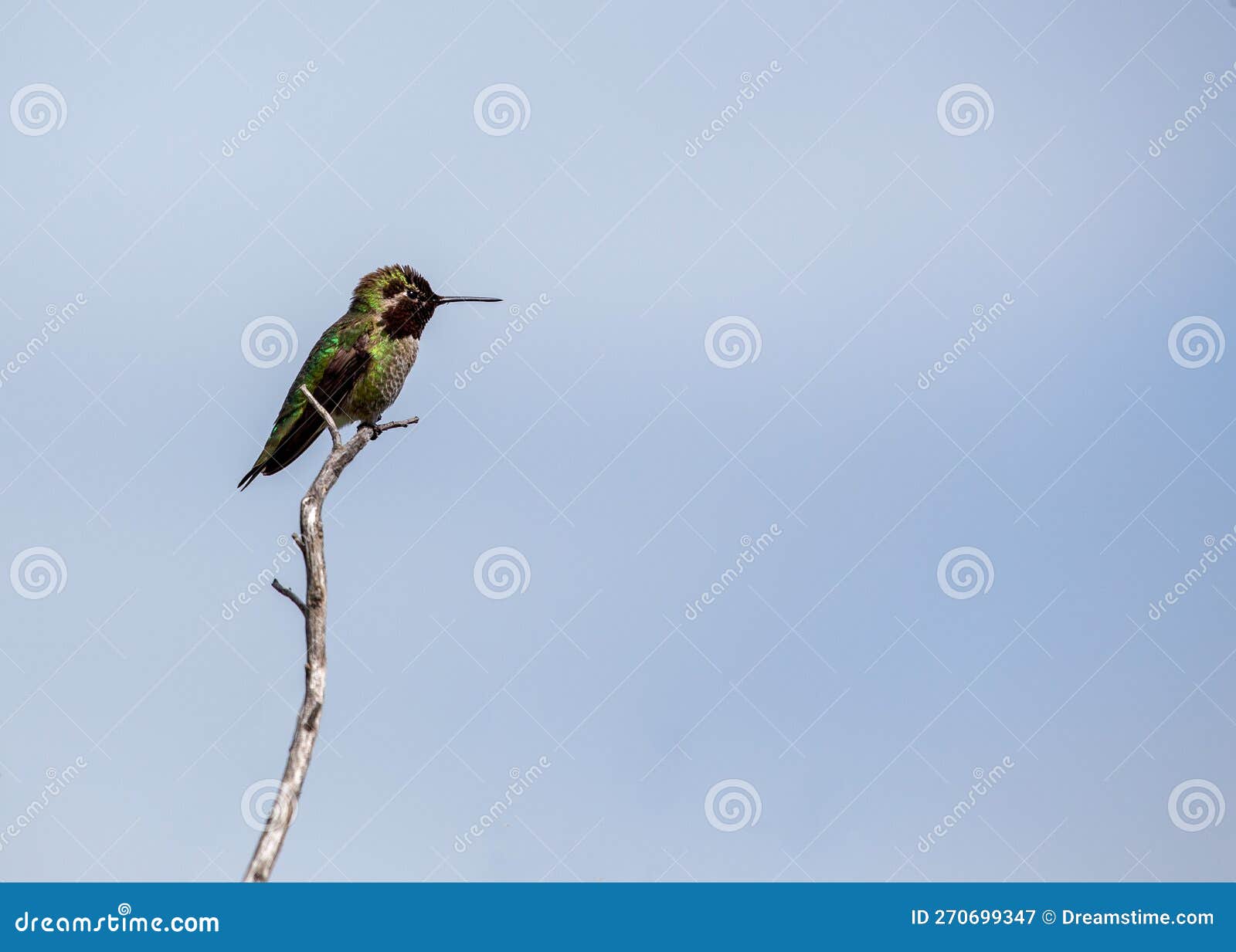 Anna S Hummingbird (Calypte Anna Stock Image - Image of anna, bird ...