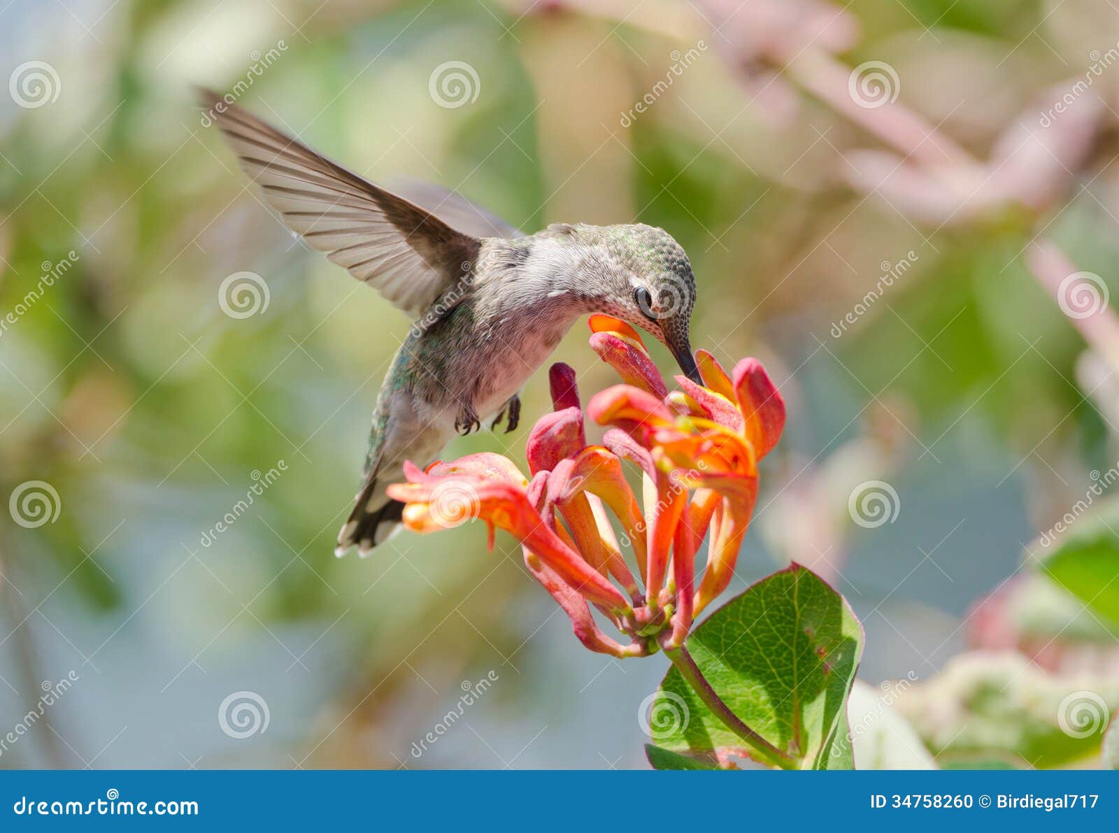 Annas Hummingbird Feeding on Honeysuckle Flowers Stock Photo - Image of ...